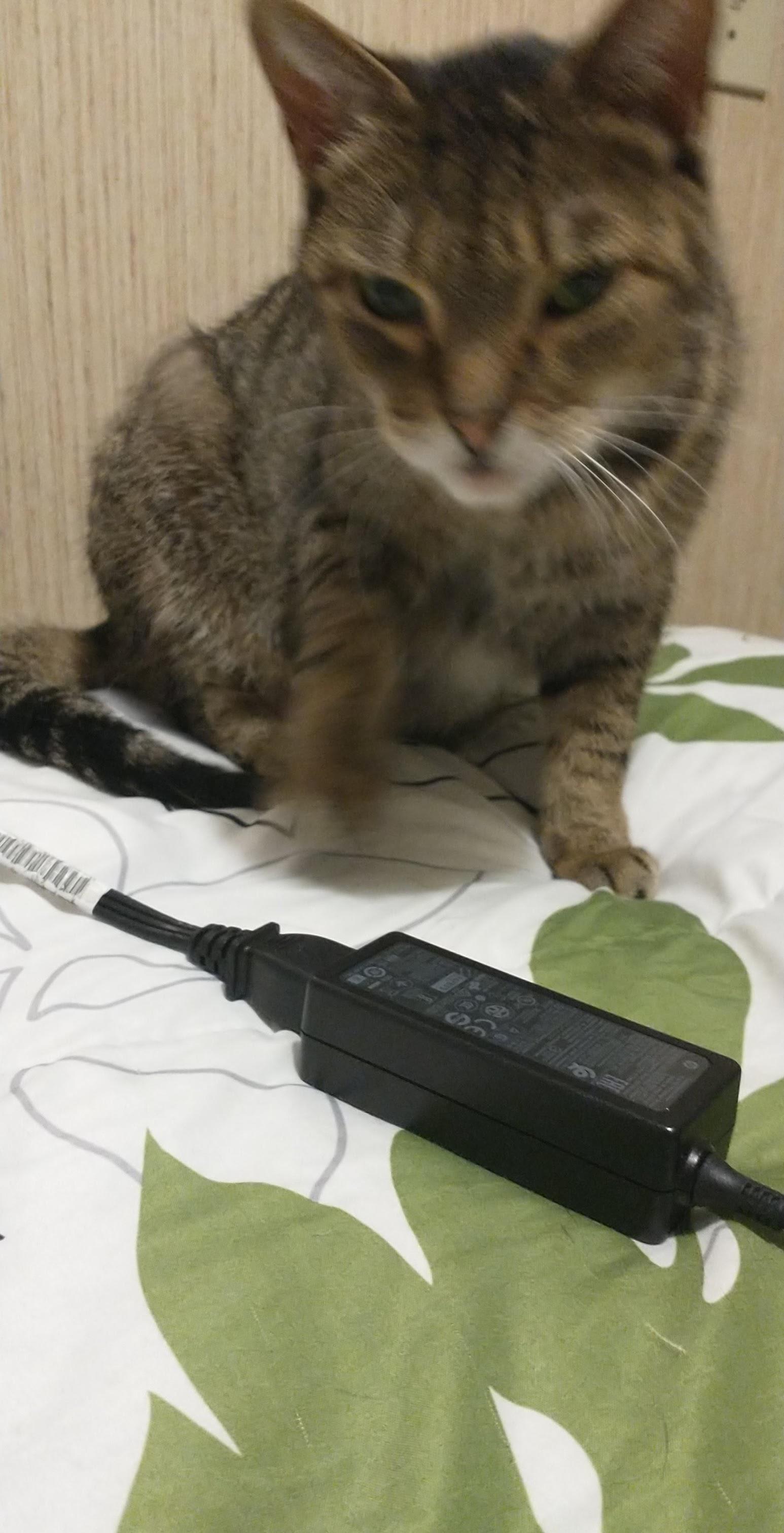 RIP to the grumpiest grump there ever was | Scrolller