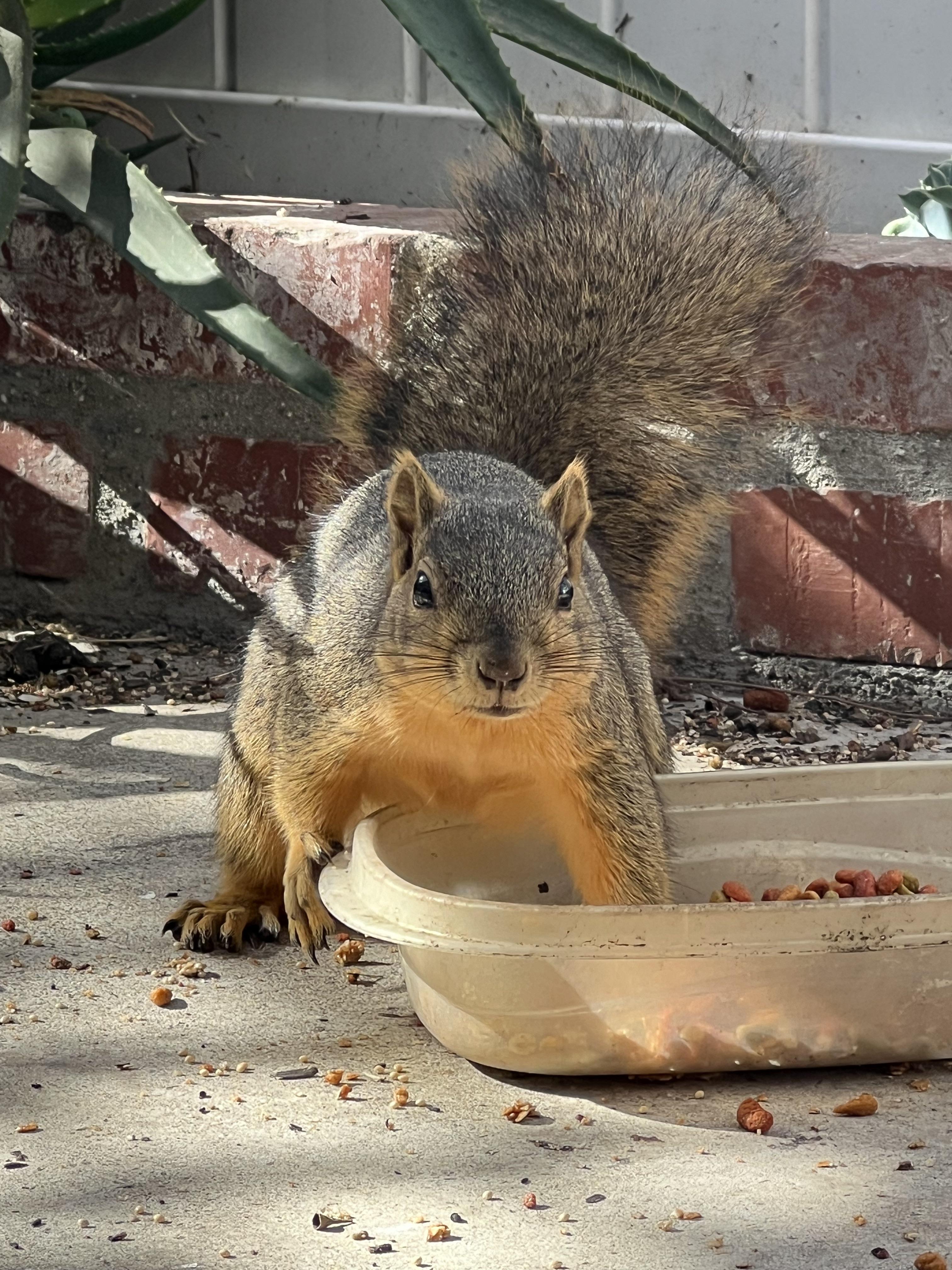 Happy Thanksgiving from Squirrely Dan. | Scrolller