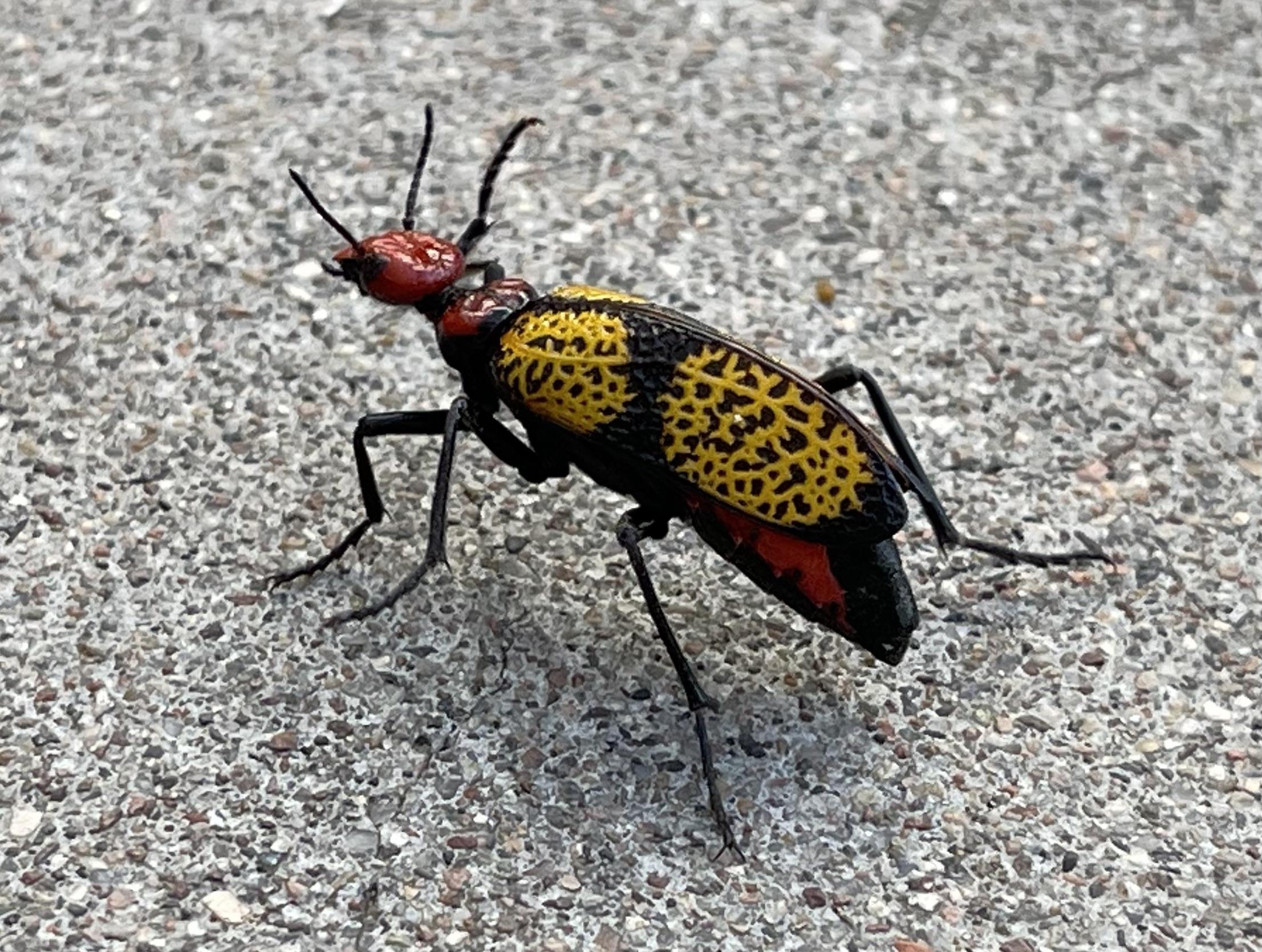 Iron cross blister beetle | Scrolller