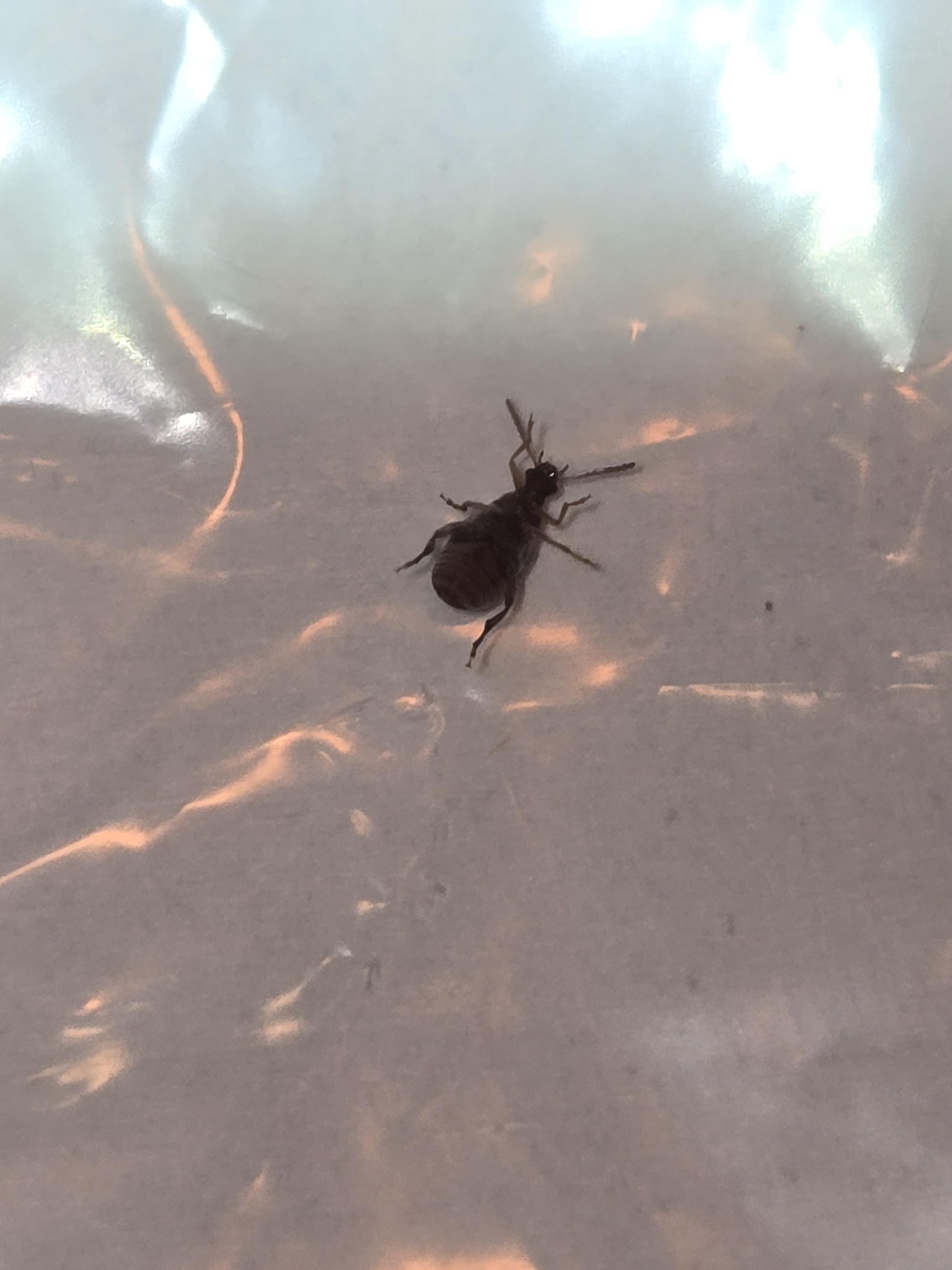 Bedbug Identification? | Scrolller