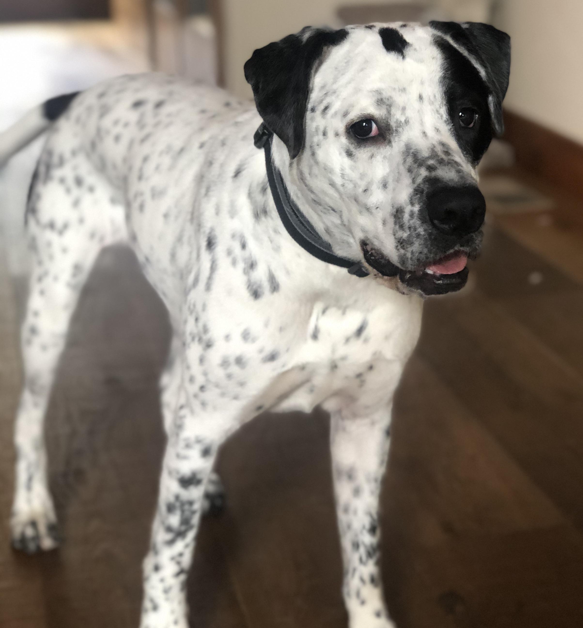 Sierra the wonderpup | Scrolller