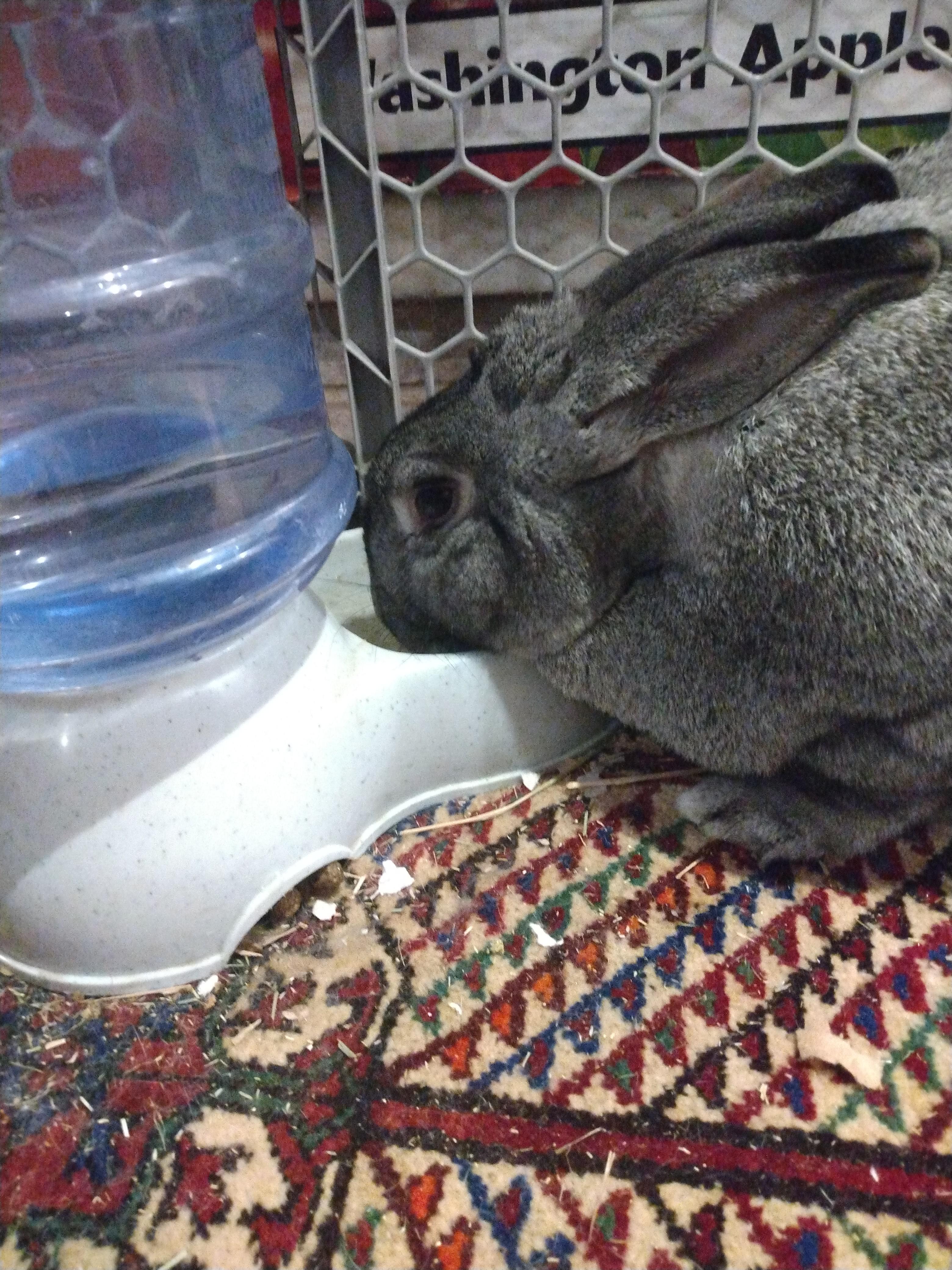 Happy second gotcha day Queen Tilly | Scrolller