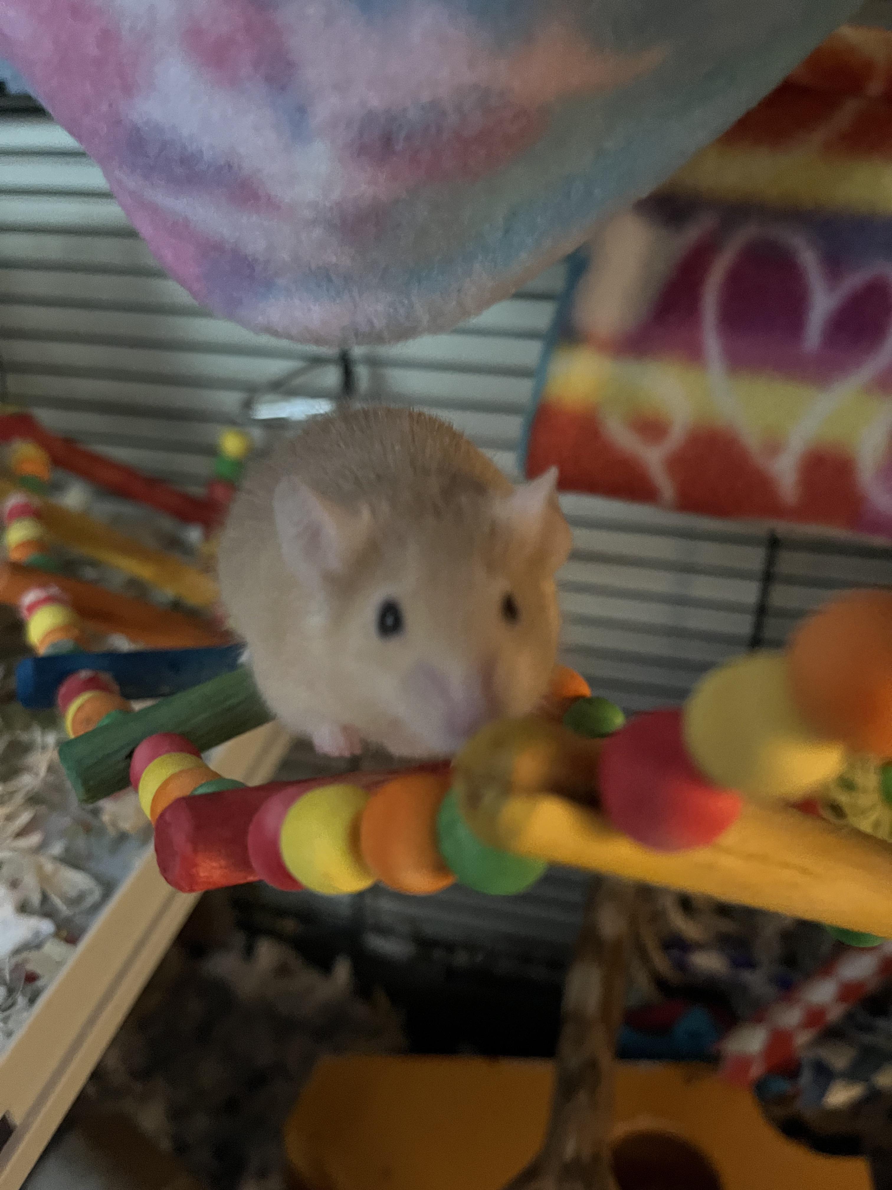 Biscuit Update | Scrolller