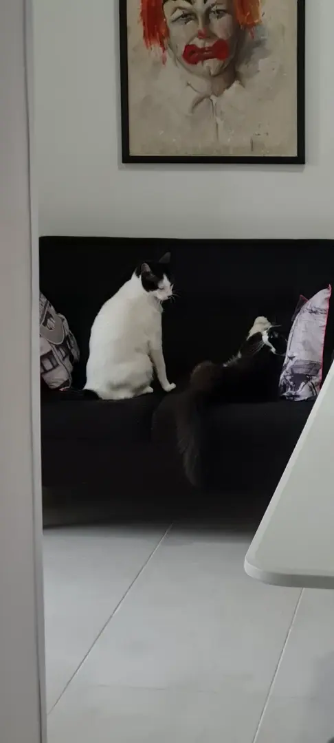 2-tap nope | Scrolller