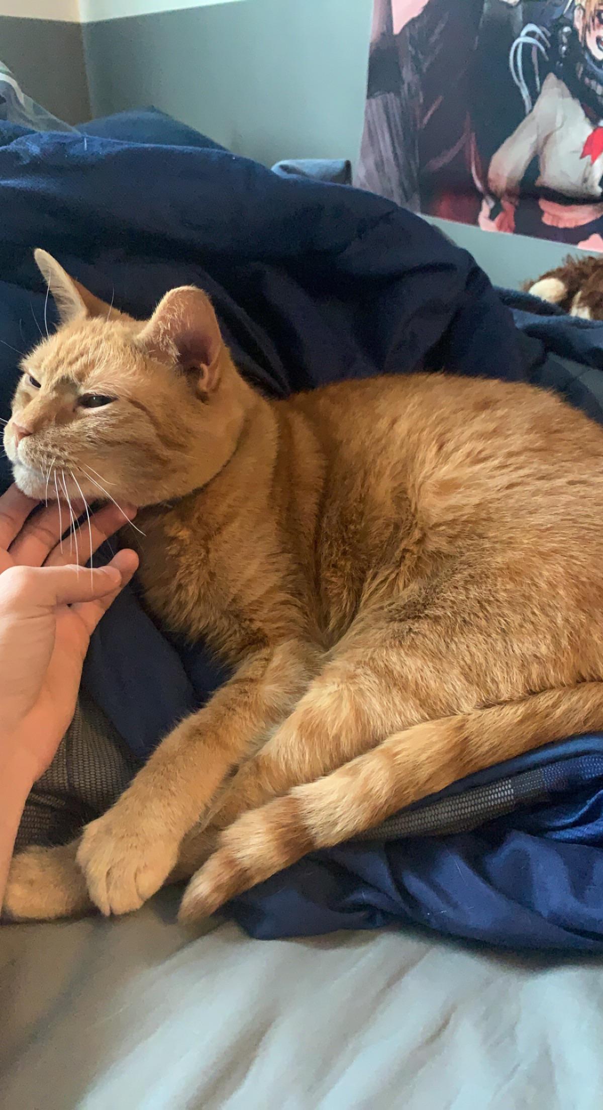 [OC] sleepy bean donut | Scrolller