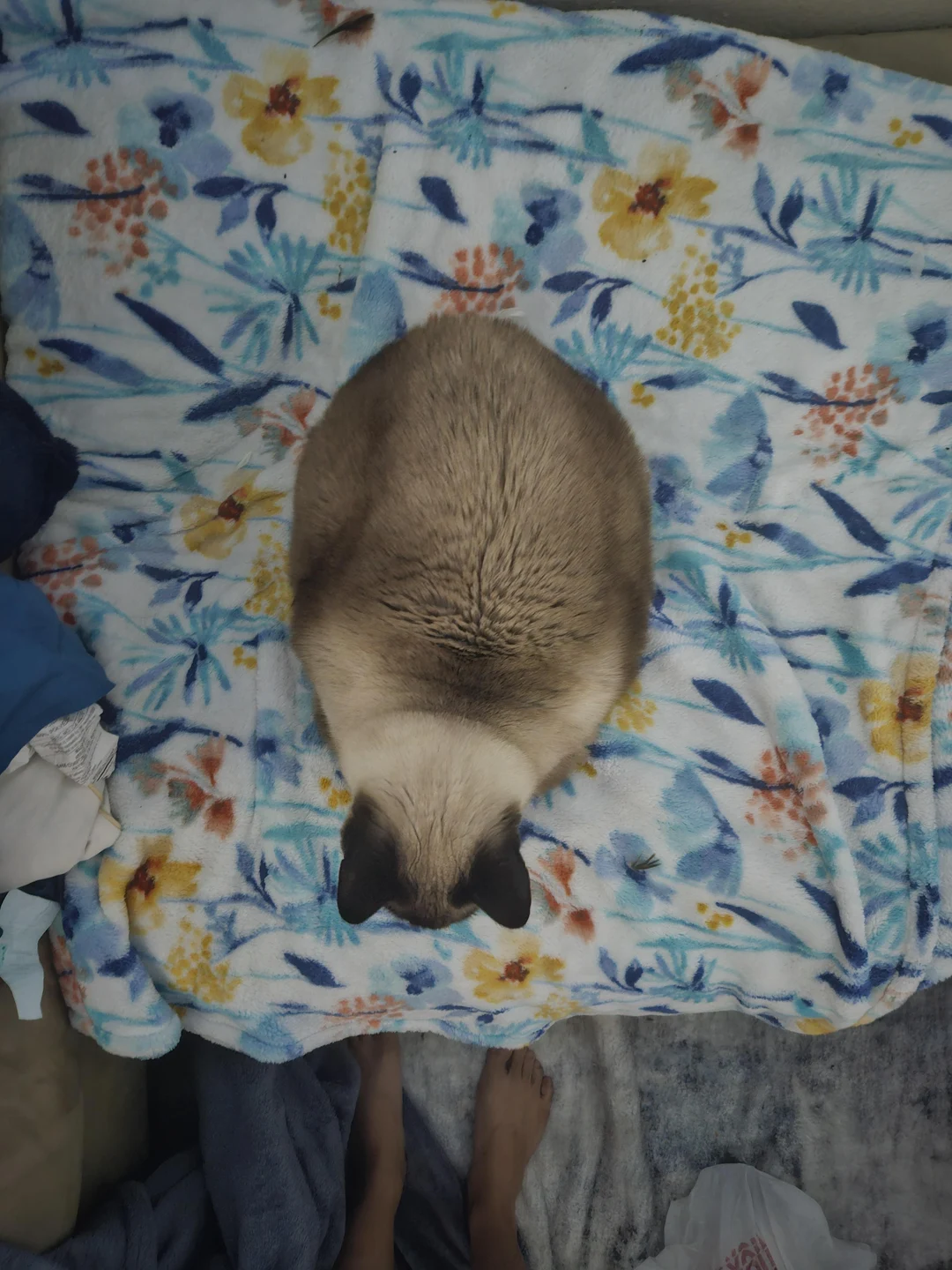 Round Loaf | Scrolller