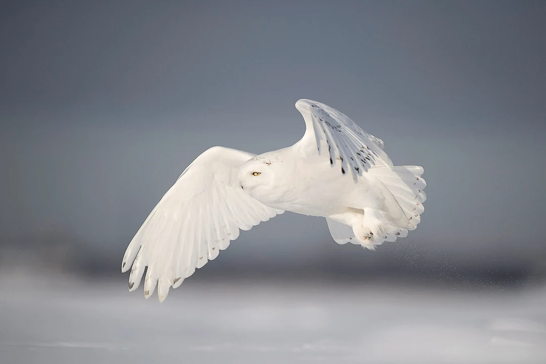 Snowy owl | Scrolller