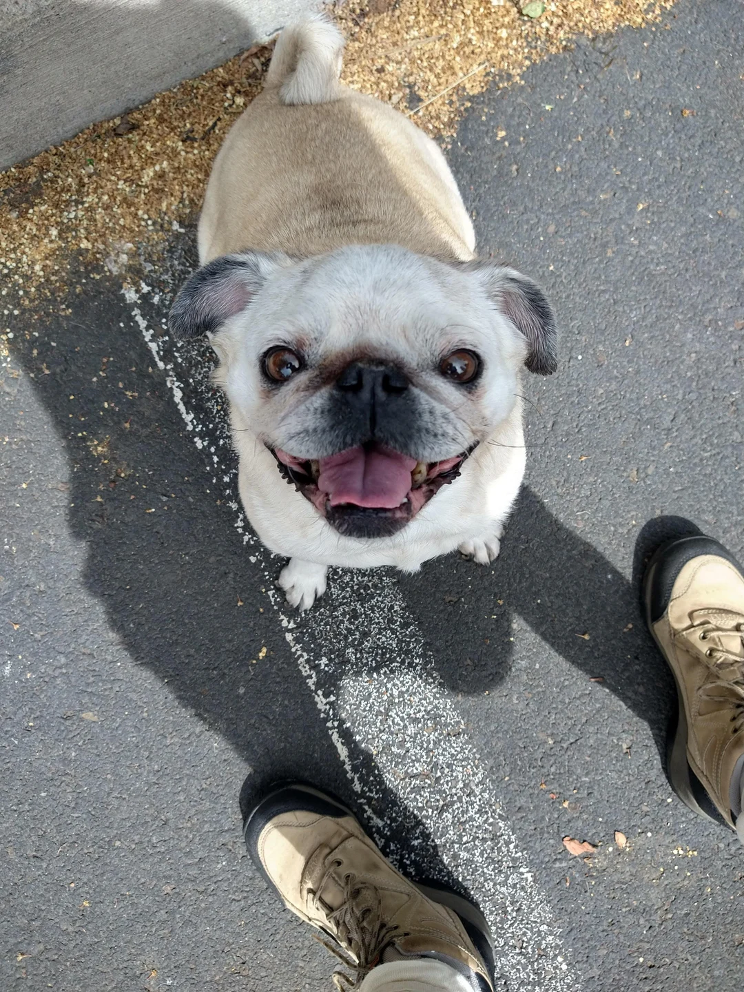 Happy Pupper | Scrolller