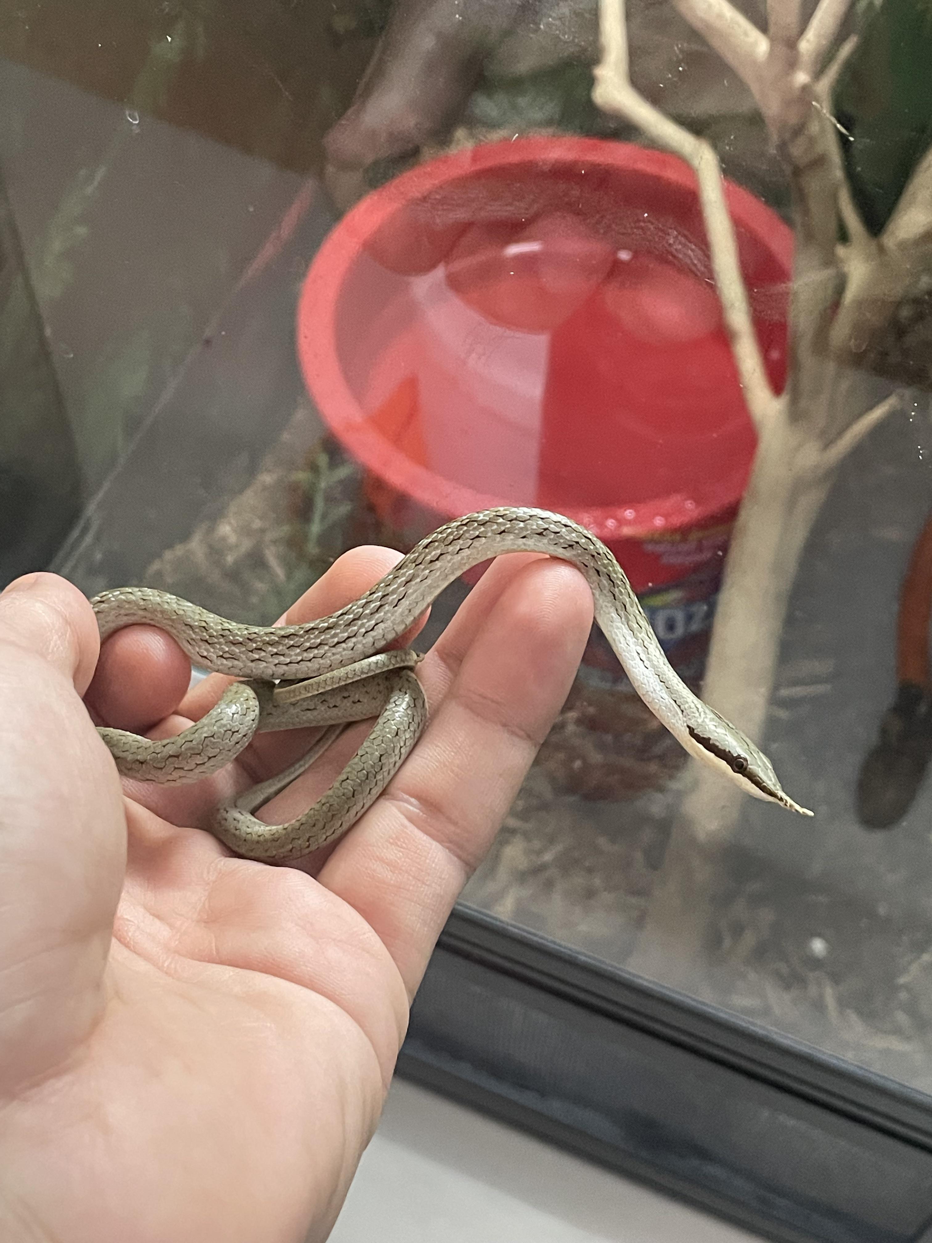 I just keep breeding these pointy noses worms | Scrolller