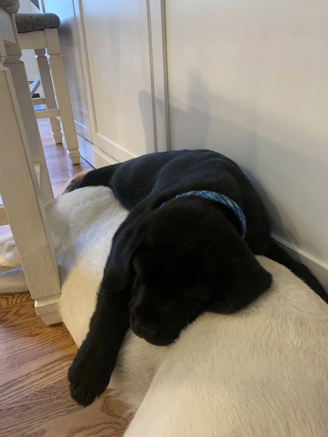 Discover more like Puppies: Allow for time when introducing puppies to adult dogs…? and Related ...