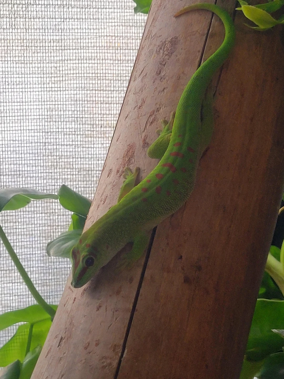 Phelsuma Grandis captive bred | Scrolller