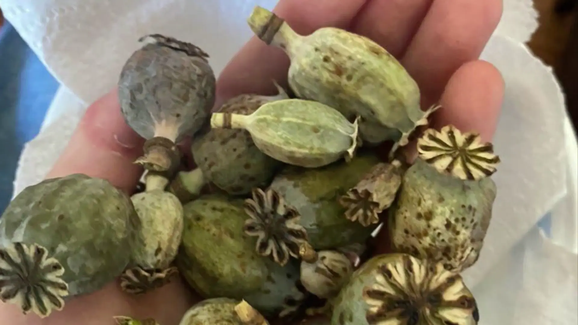 2024 harvest | Scrolller