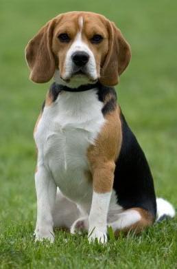 This Cute Beagle Hound 🐶 | Scrolller