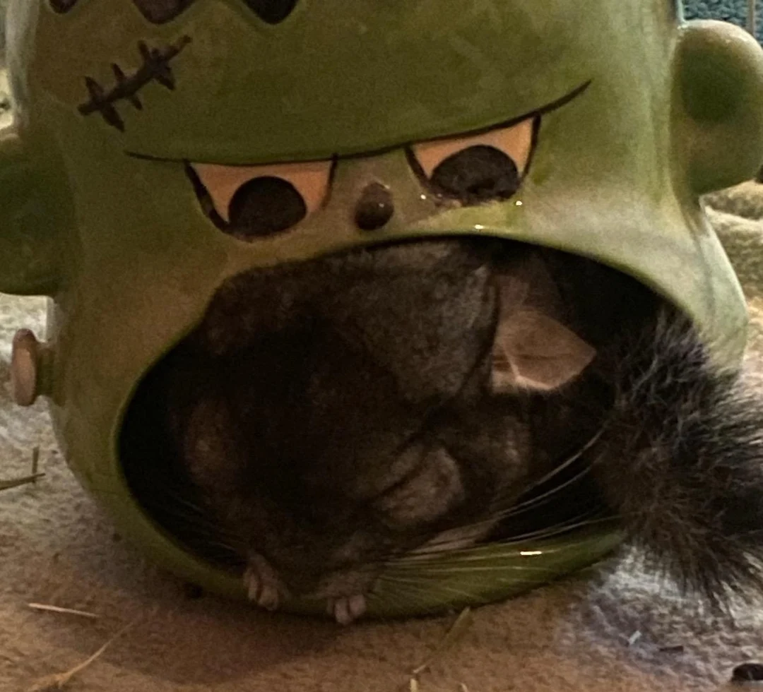 Sleepy floof | Scrolller