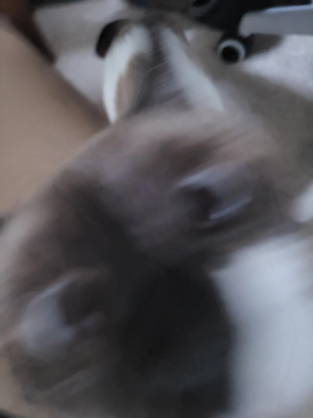 Blurry picture of a cat | Scrolller