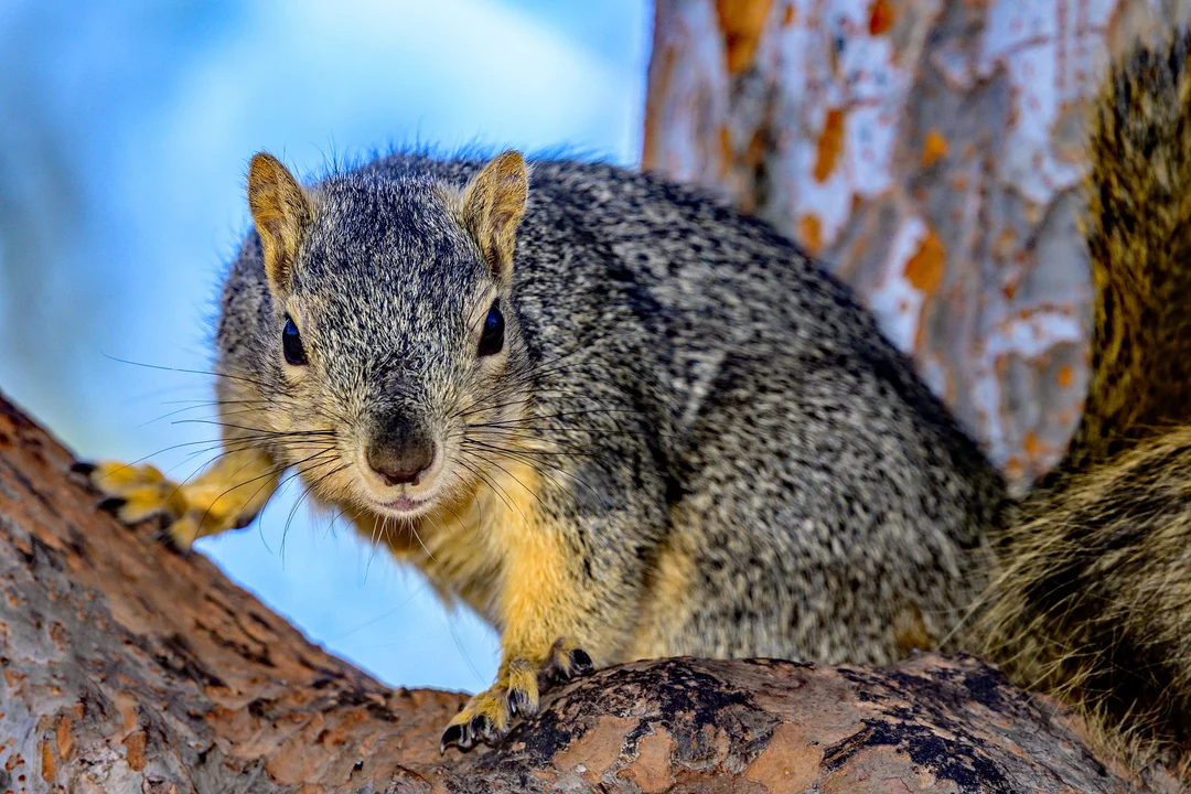 Squirrel, waiting impatiently! | Scrolller