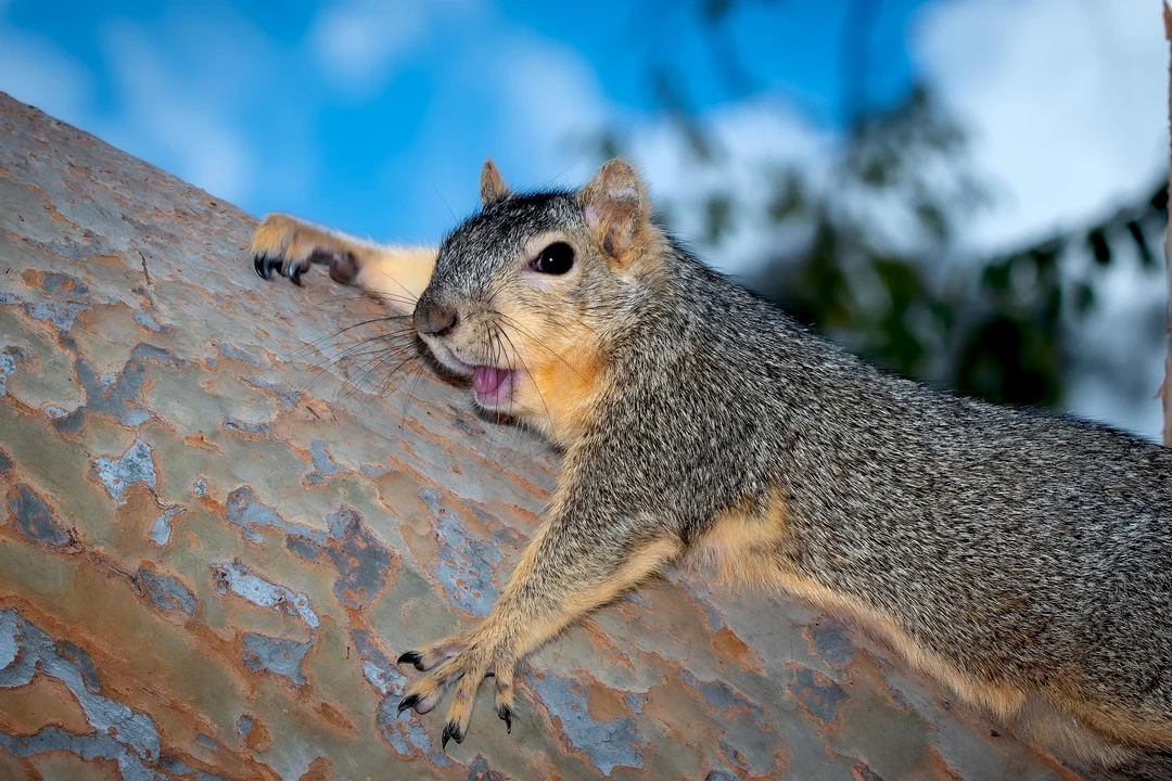 Goofy Mother Squirrel | Scrolller