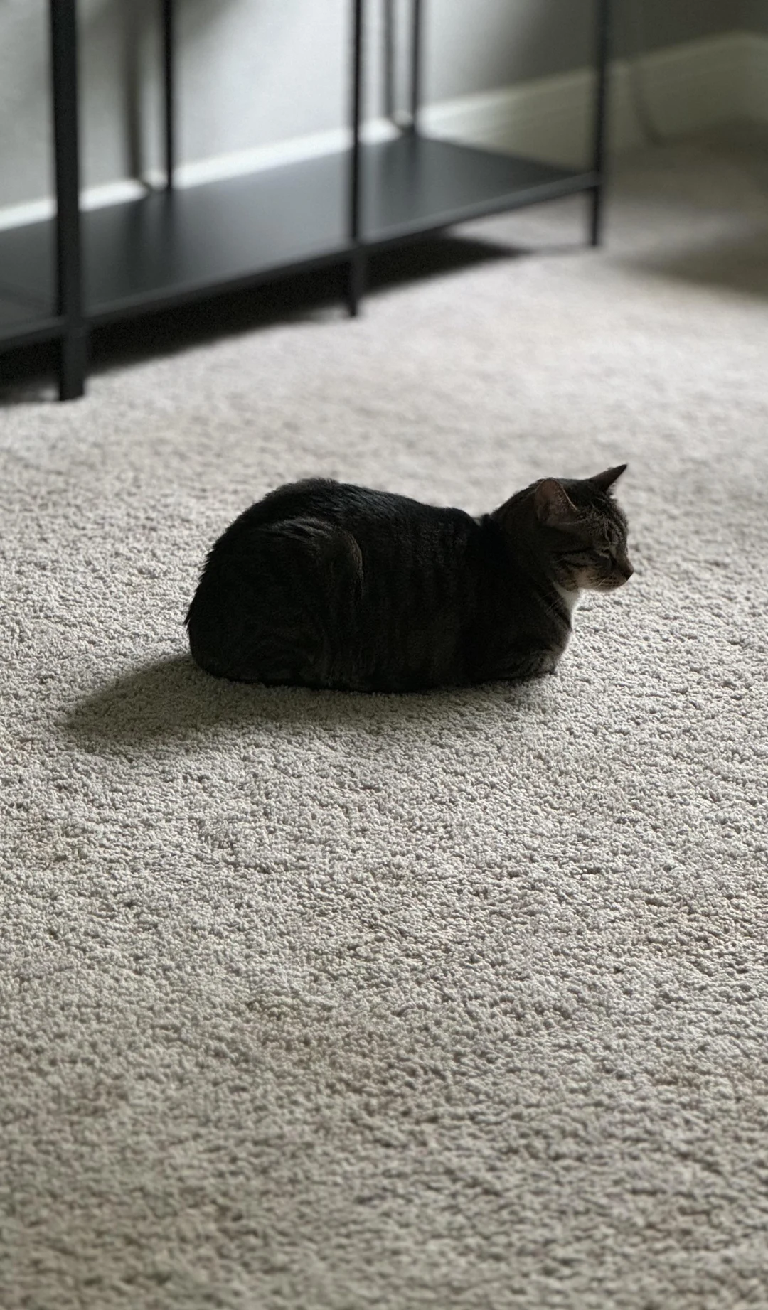 Just your standard issue loaf | Scrolller