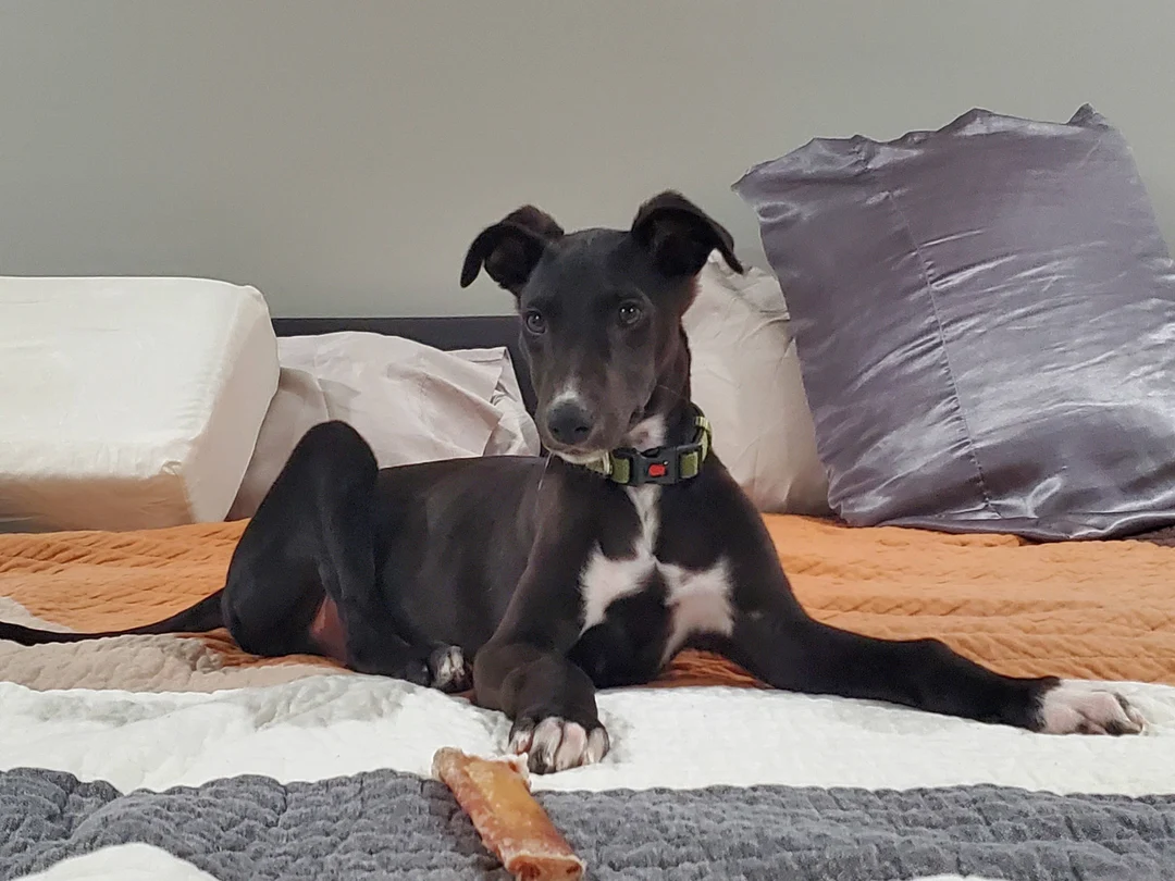Greyson the Greyhound pup | Scrolller