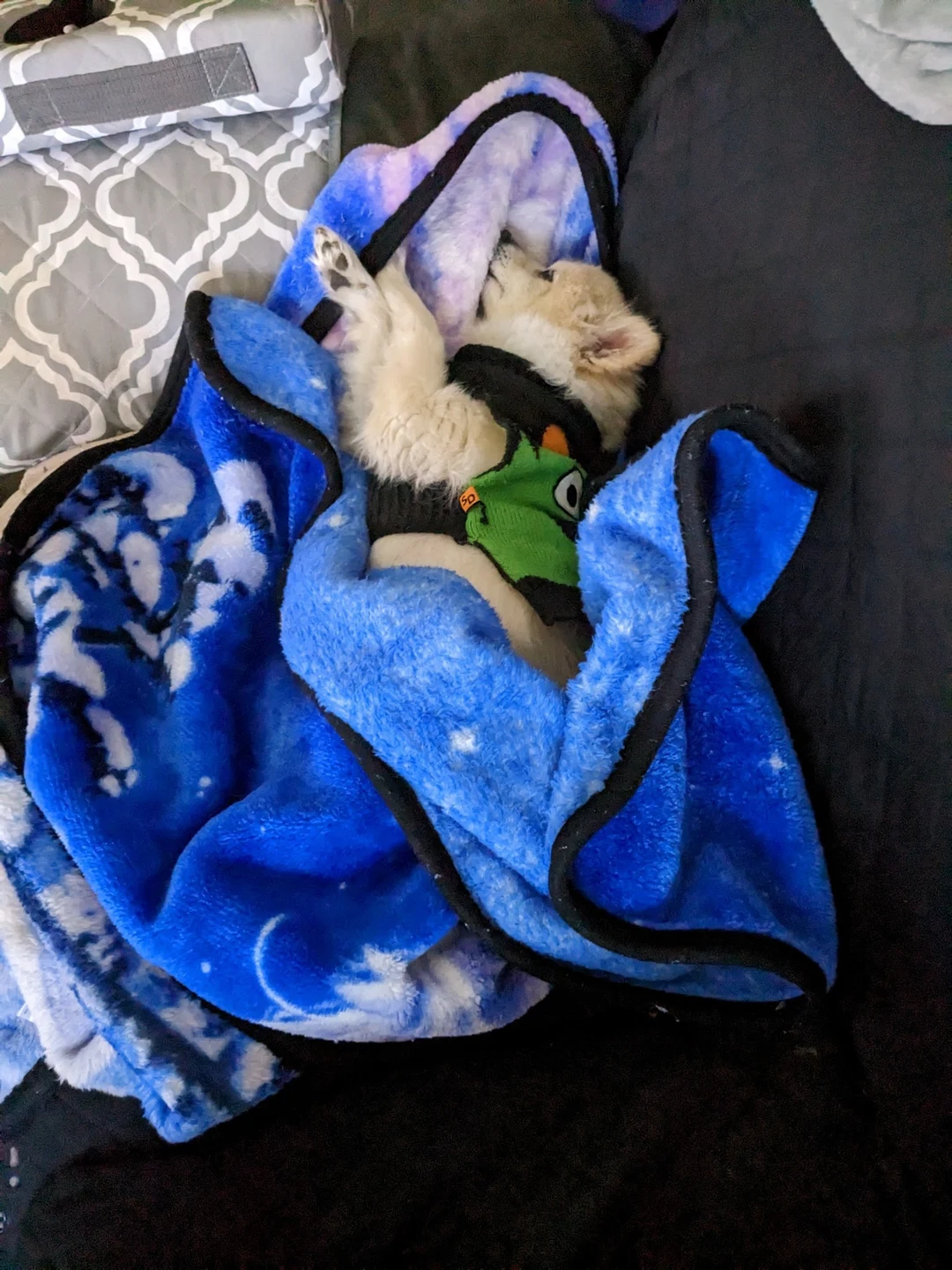 Ever seen anything so pampered? | Scrolller