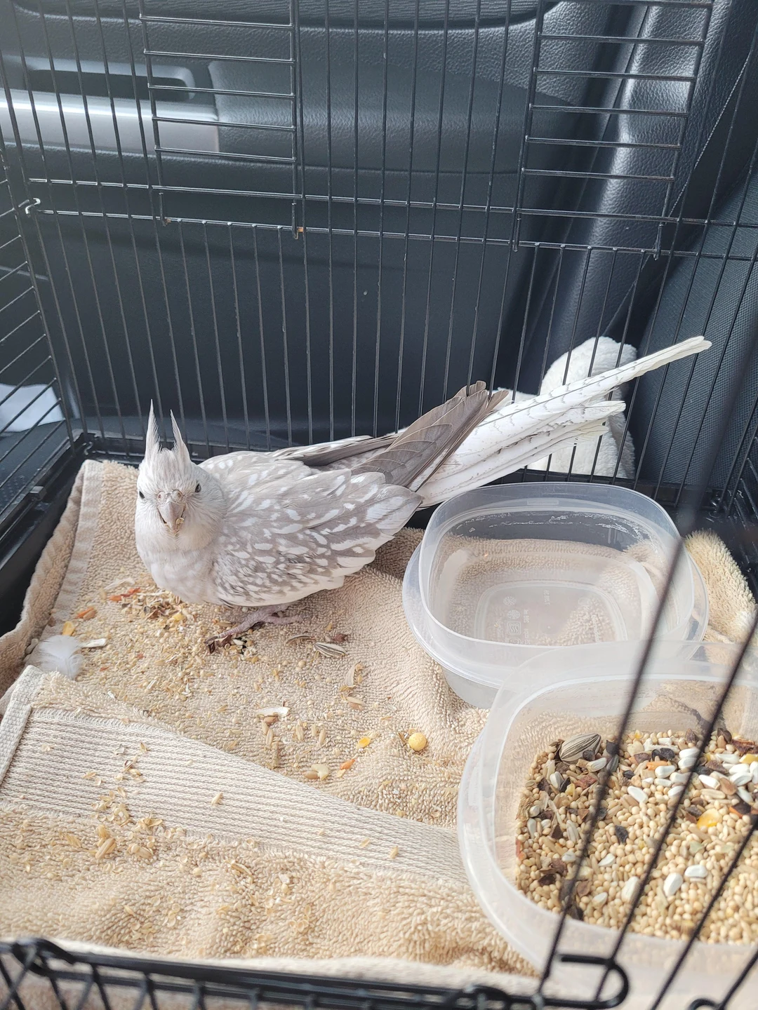 Angry foster borb | Scrolller