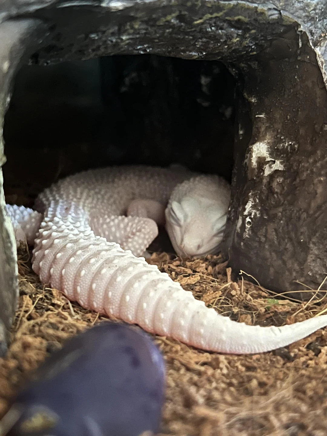 First time gecko owner | Scrolller