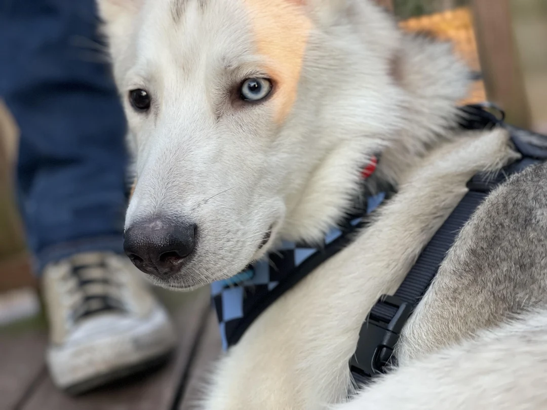 Crate Aversion Help | Scrolller