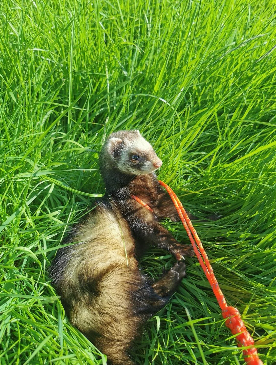 Juno enjoying the sun🥰 | Scrolller