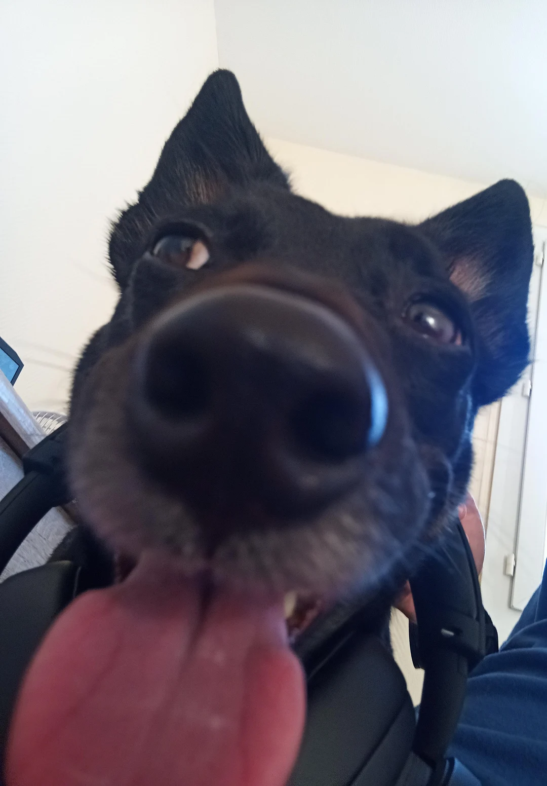 Would you look at this silly goofy face | Scrolller