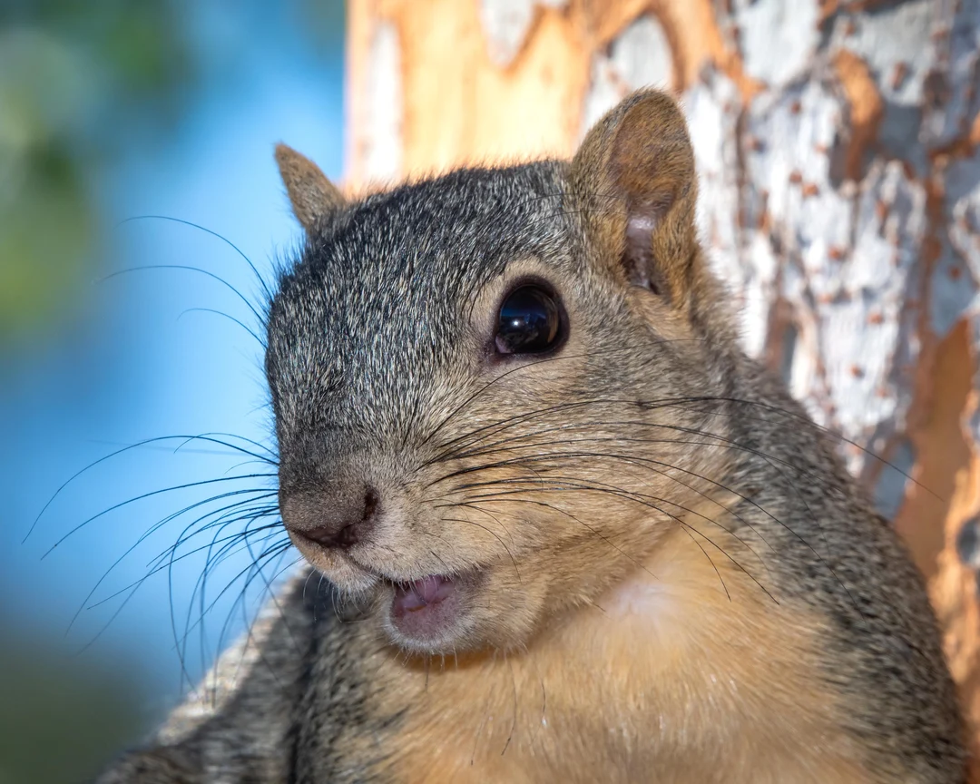 Squirrel | Scrolller