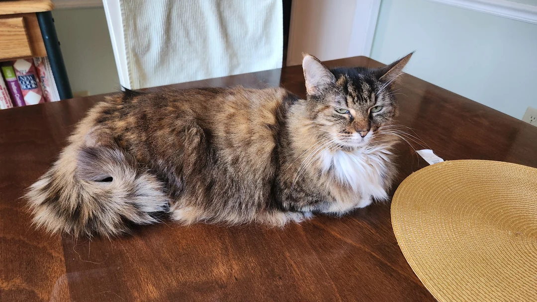 Every morning while I'm eating breakfast, I'm joined by this whole-floof loaf | Scrolller