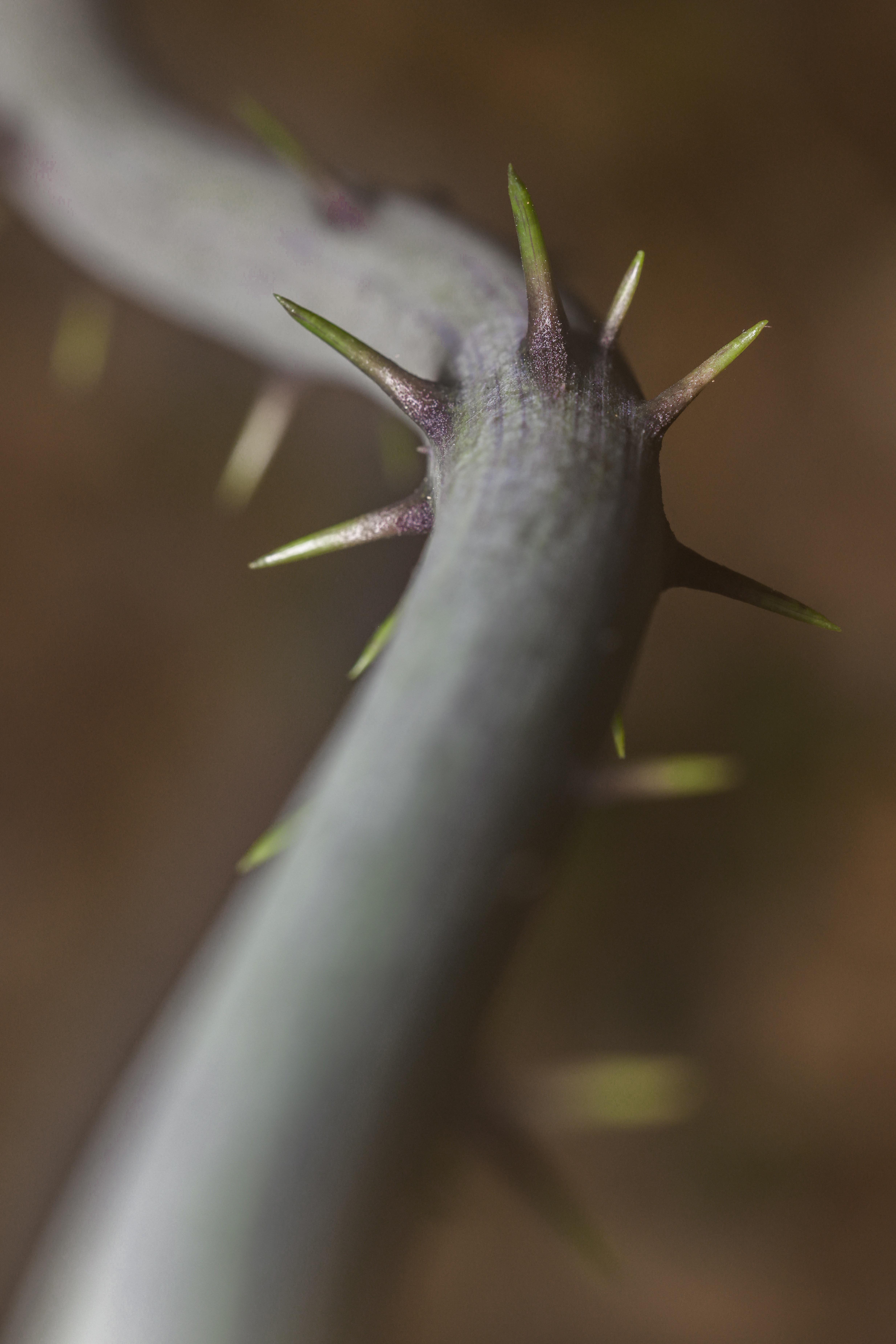 Thorn branch [OC] | Scrolller