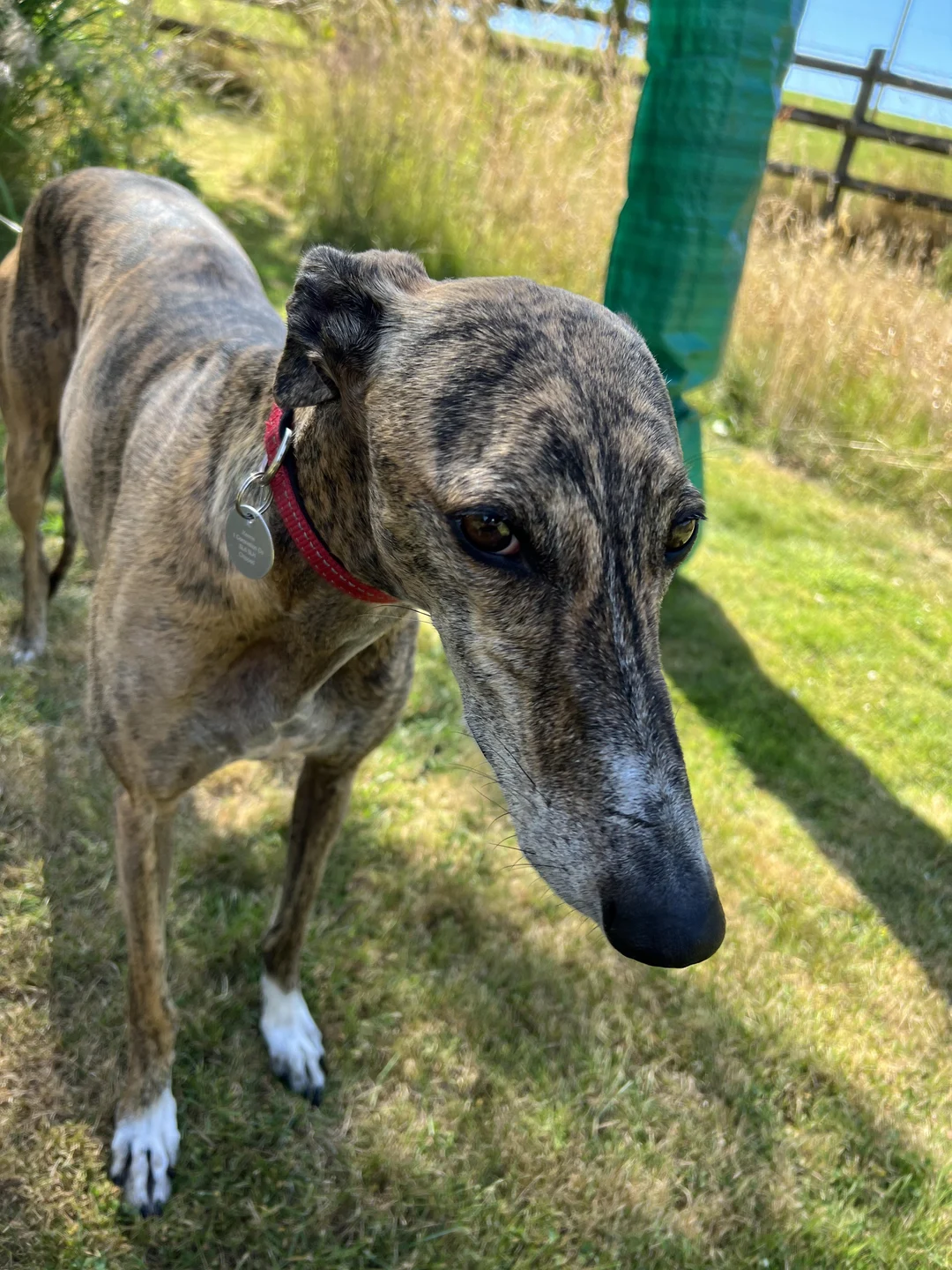Discover more like Greyhounds: Treats? 😍 and Related Content | Scrolller