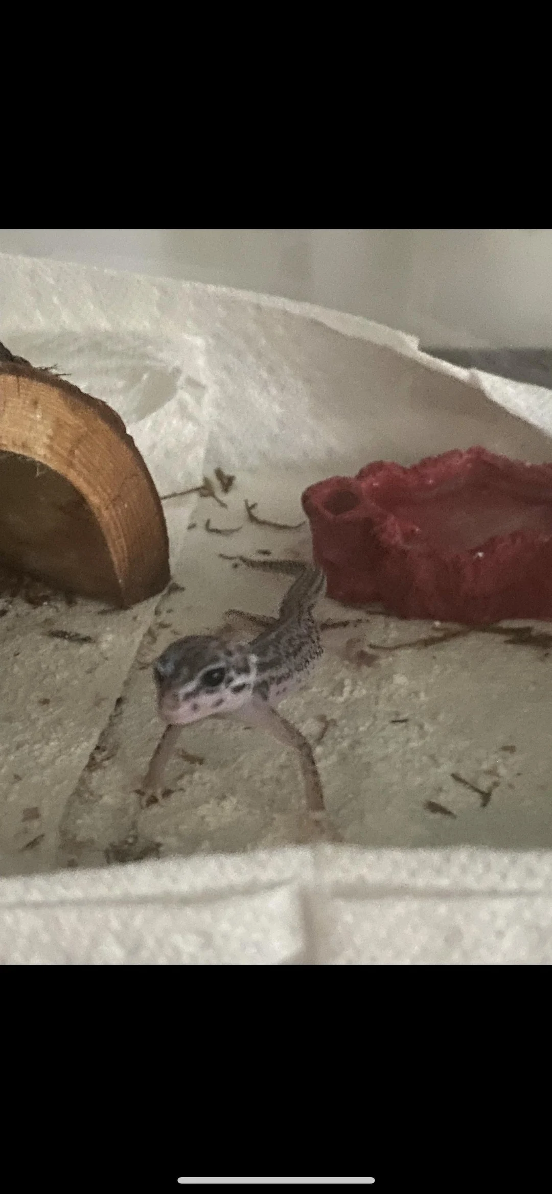 What kind of lights are recommended | Scrolller