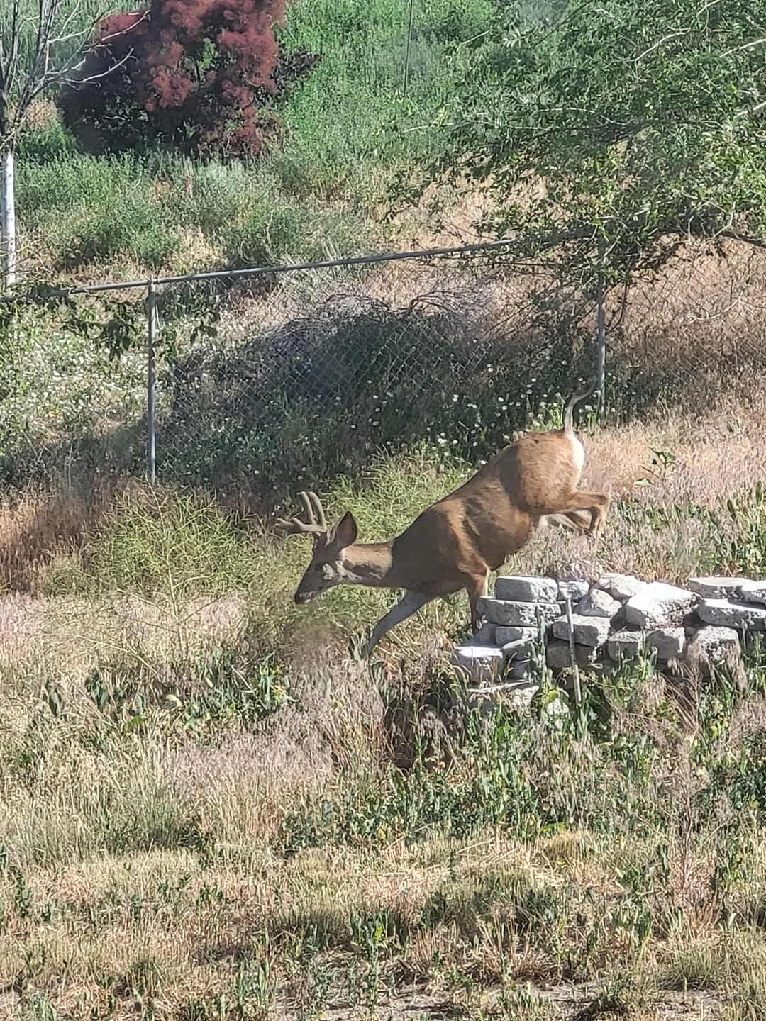 Backyard Visitor | Scrolller