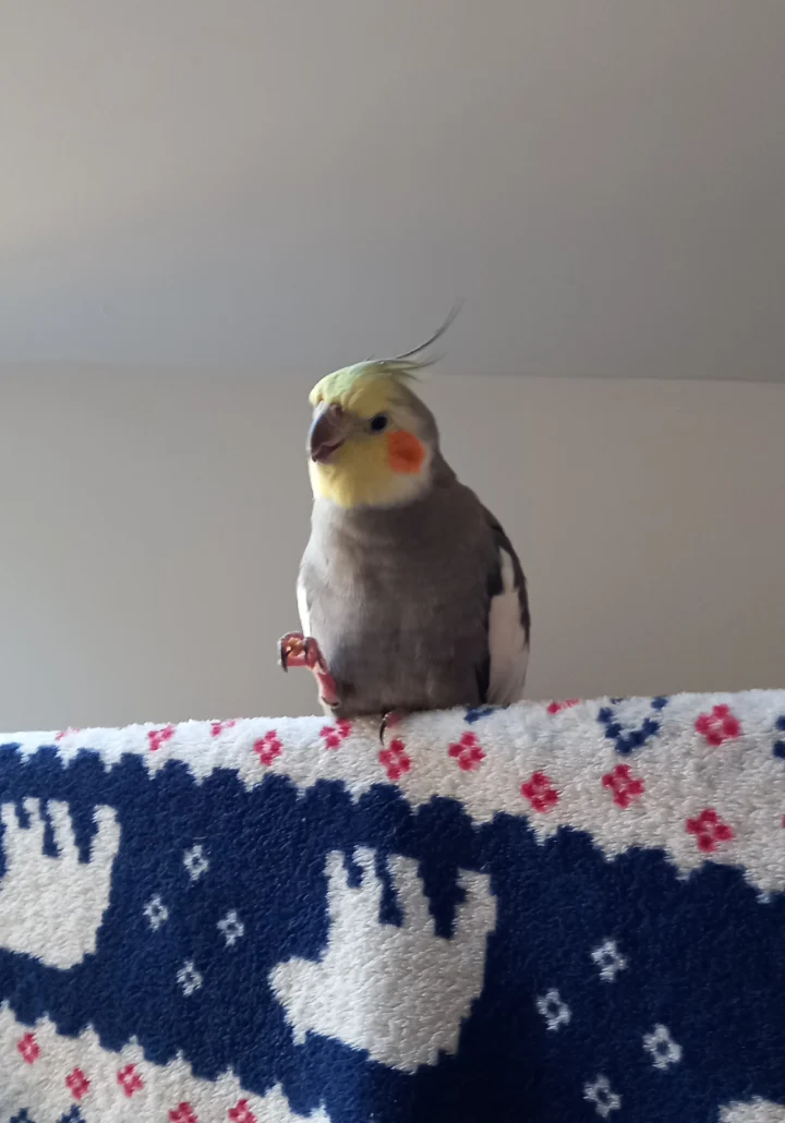 Miya savouring a cheerio | Scrolller