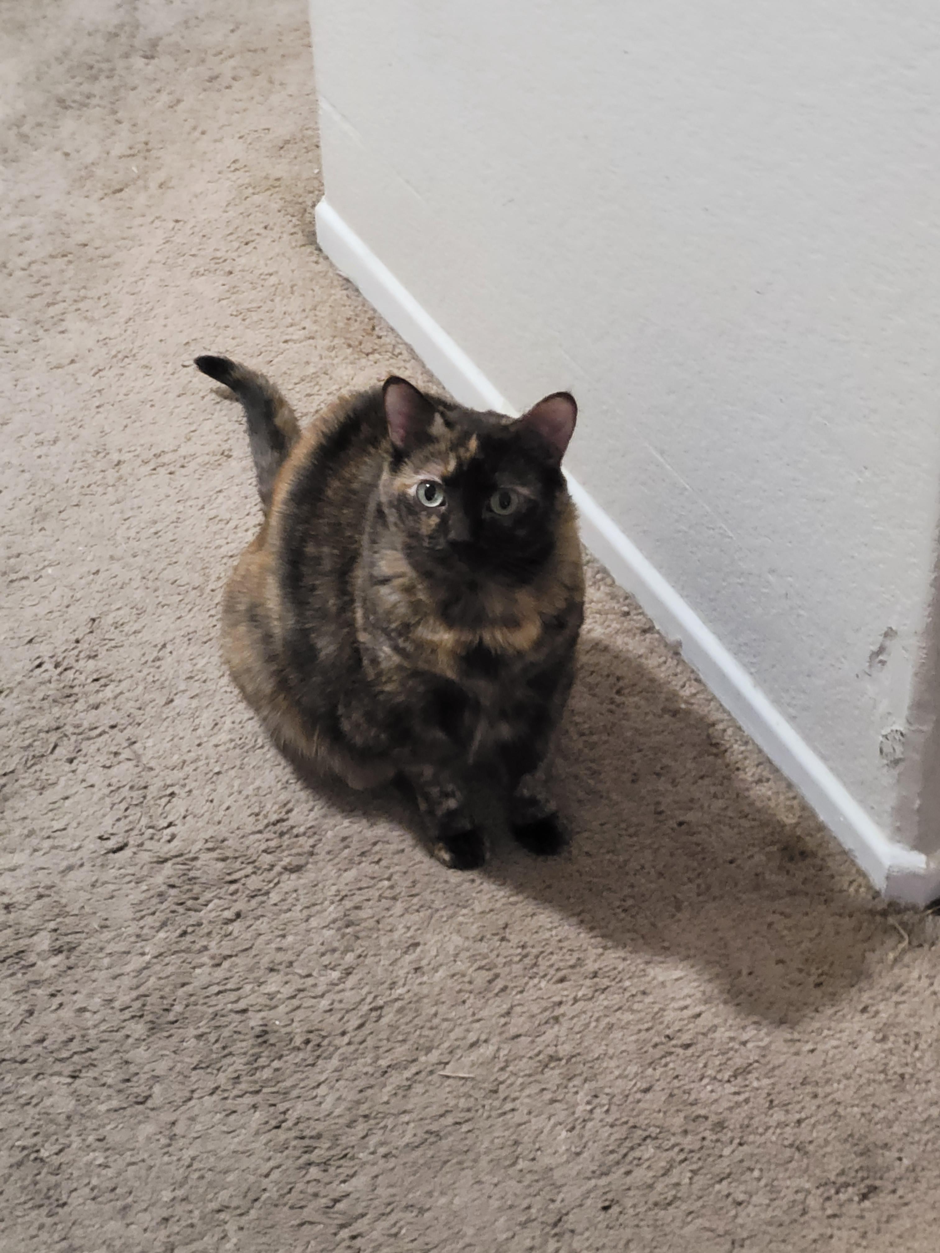 meet Coco | Scrolller