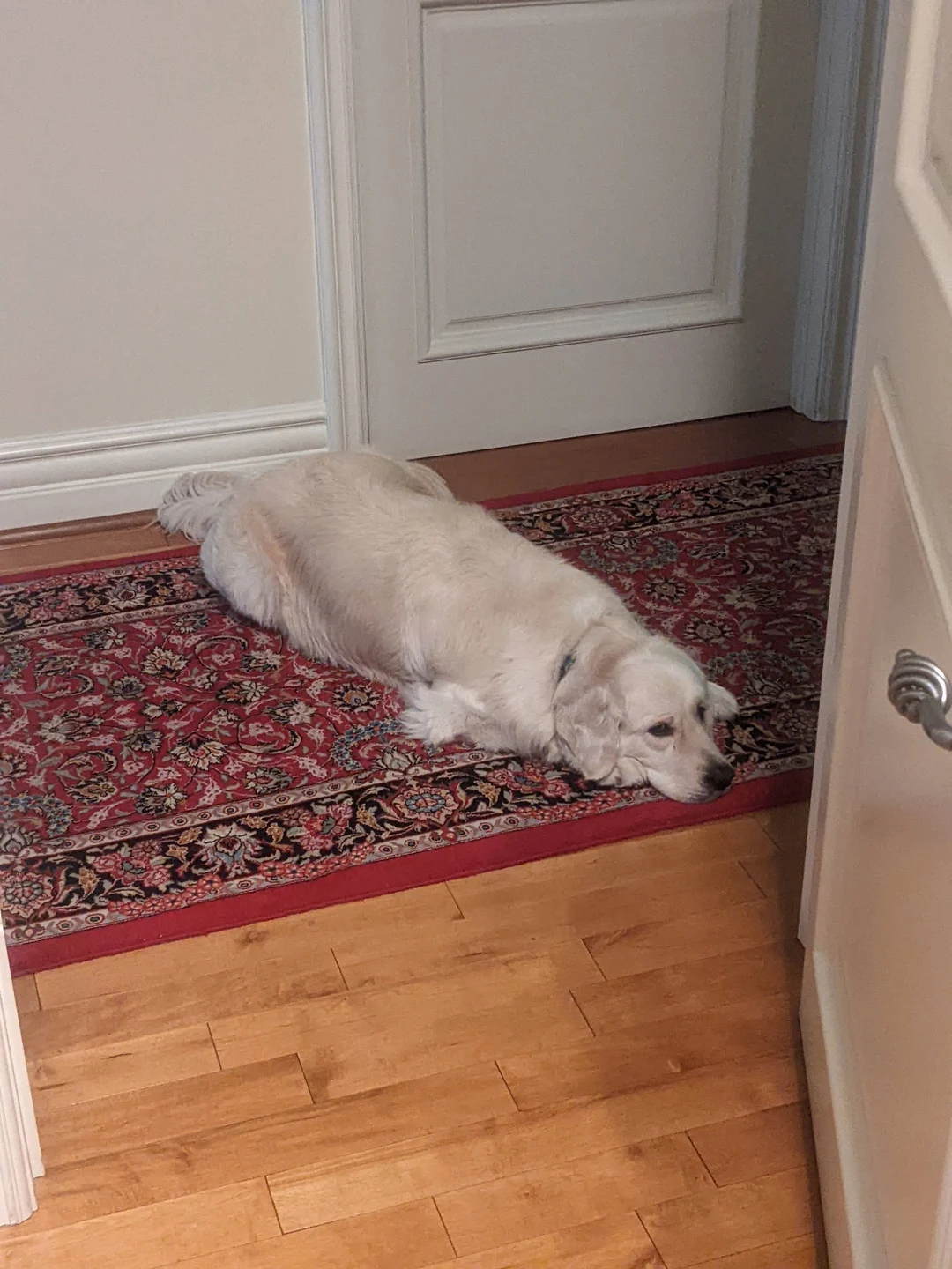 He guards the door at night and acts as a speed bump. Hallway safety is very important | Scrolller