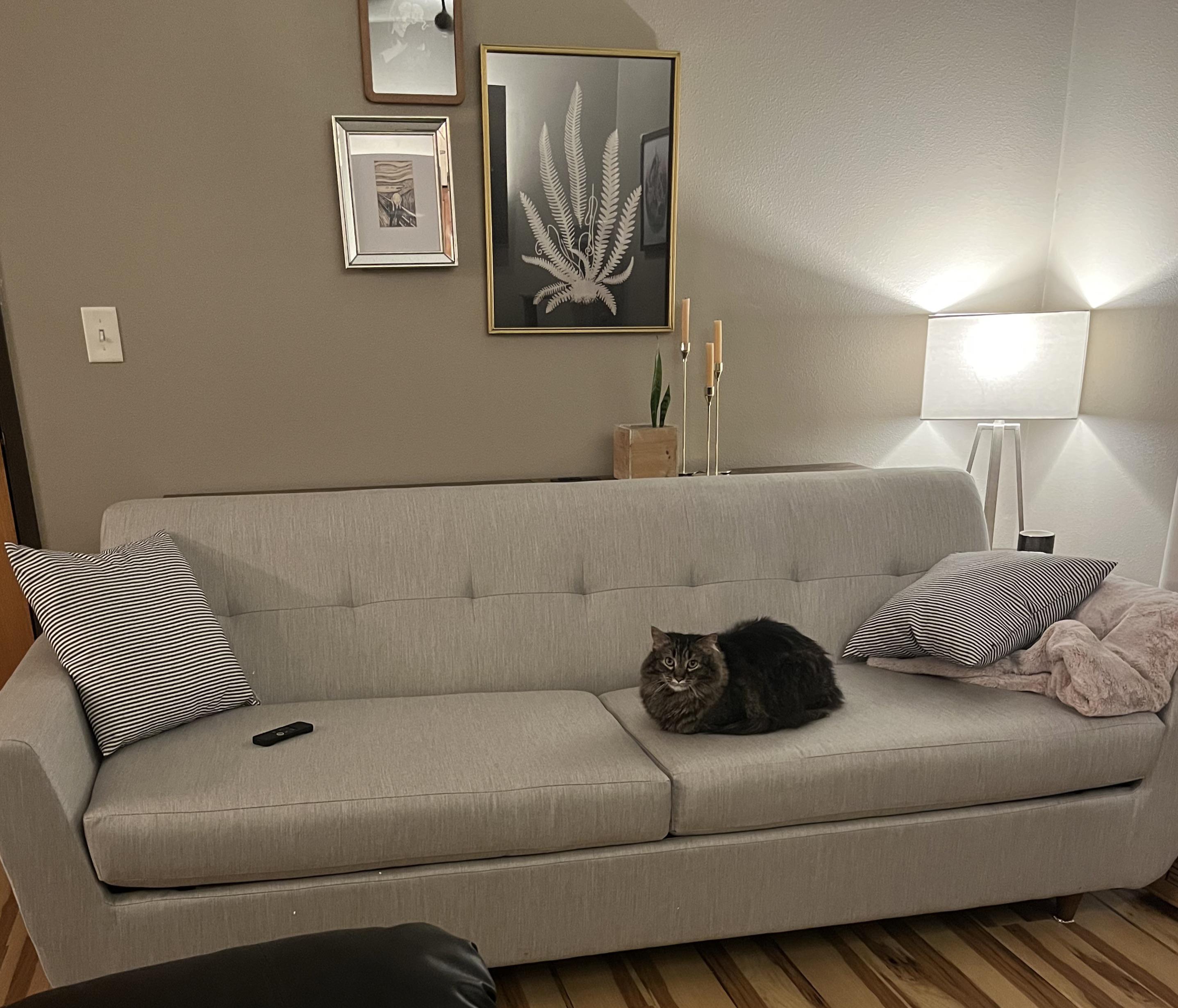 New couch delivered today. Loaf of approval? | Scrolller