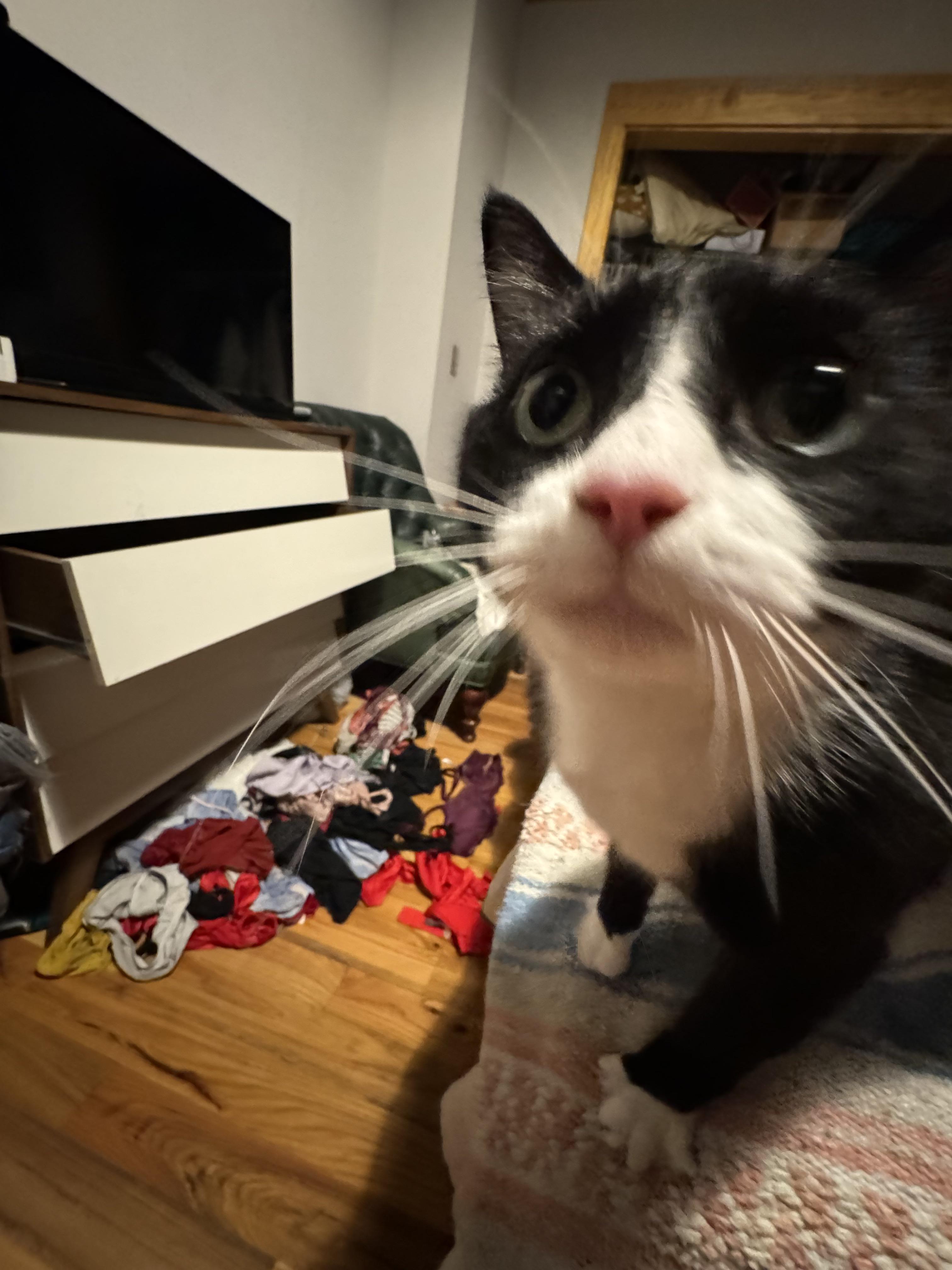 Ralph took all of our underwear out of the drawer 🤣 | Scrolller