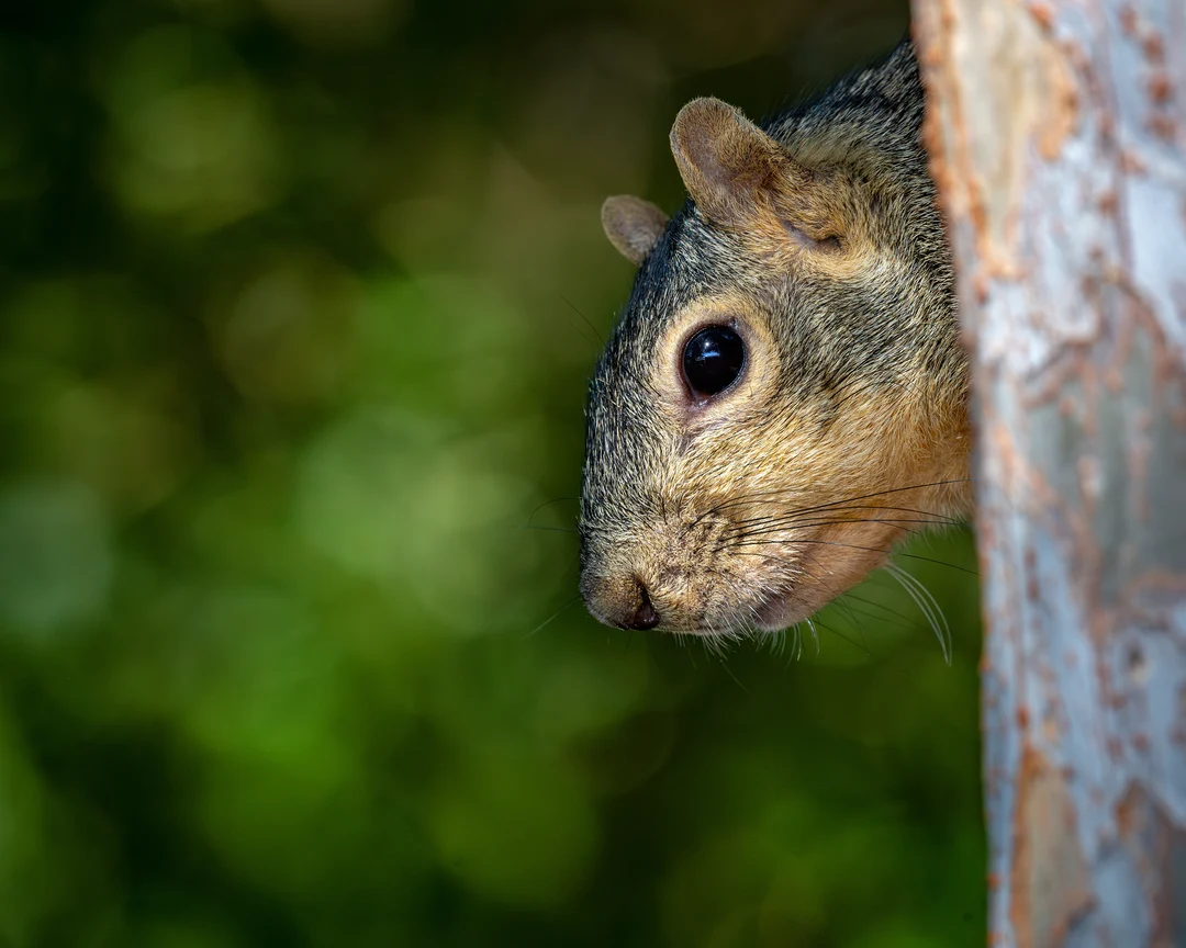 Peek-a-boo Squirrel | Scrolller