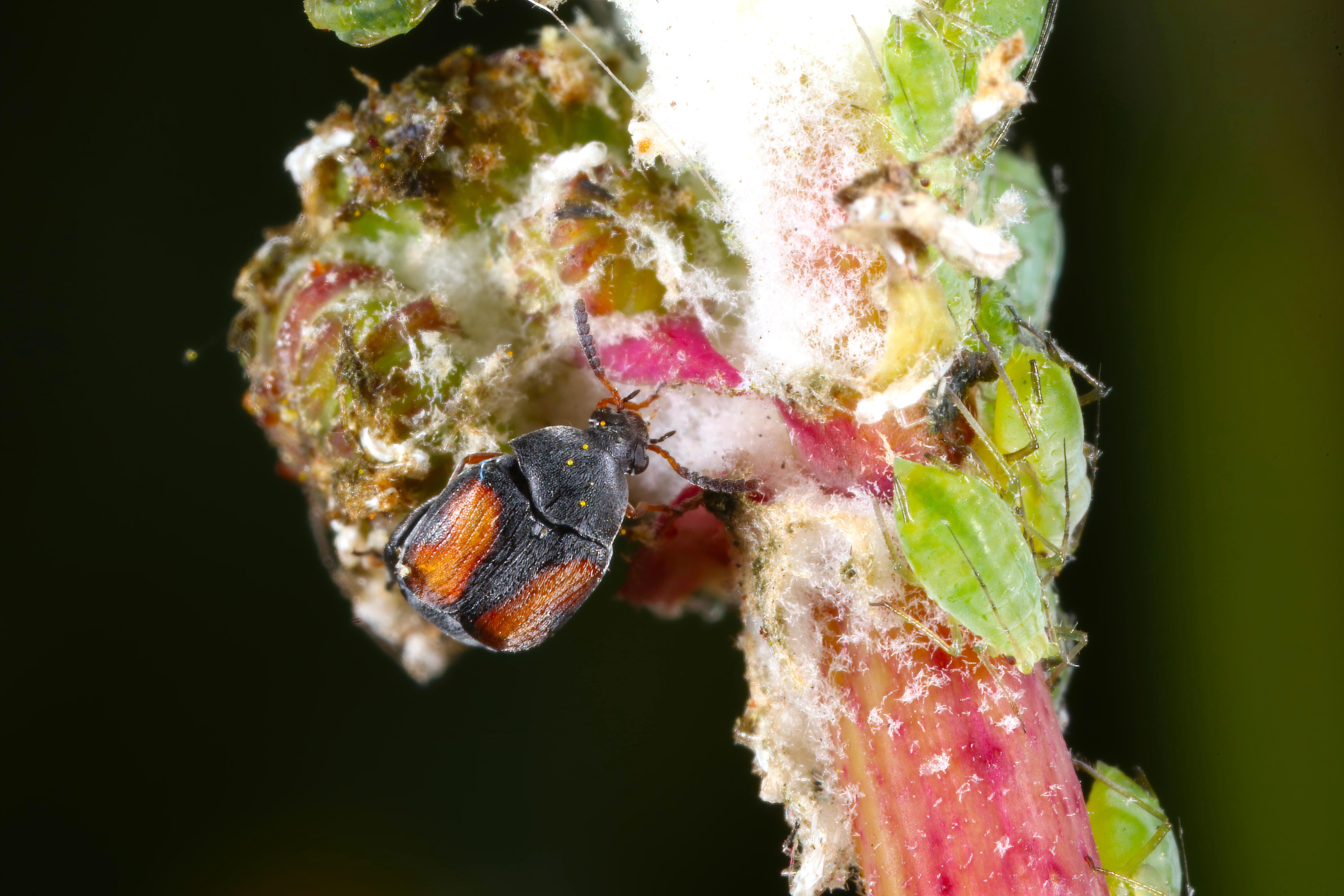 Aphids by a small beetle. | Scrolller