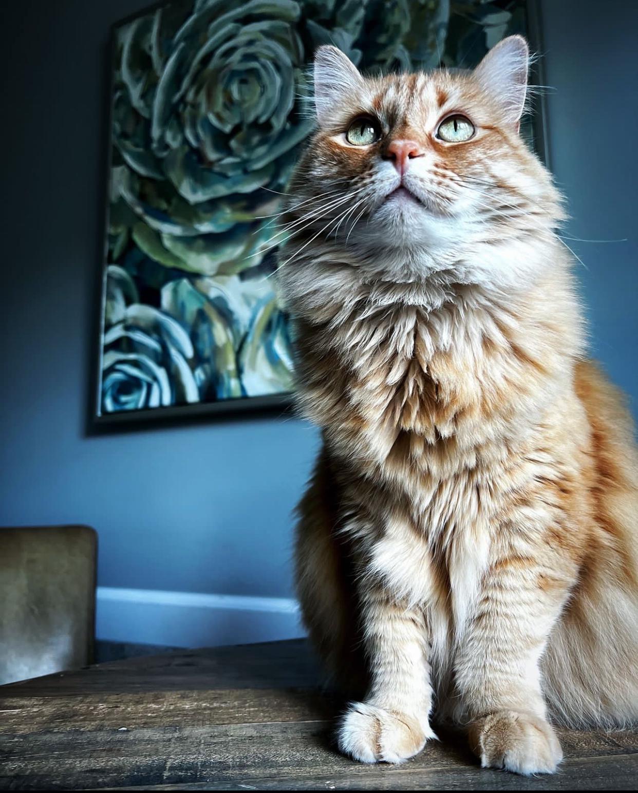 Meet Ginger | Scrolller