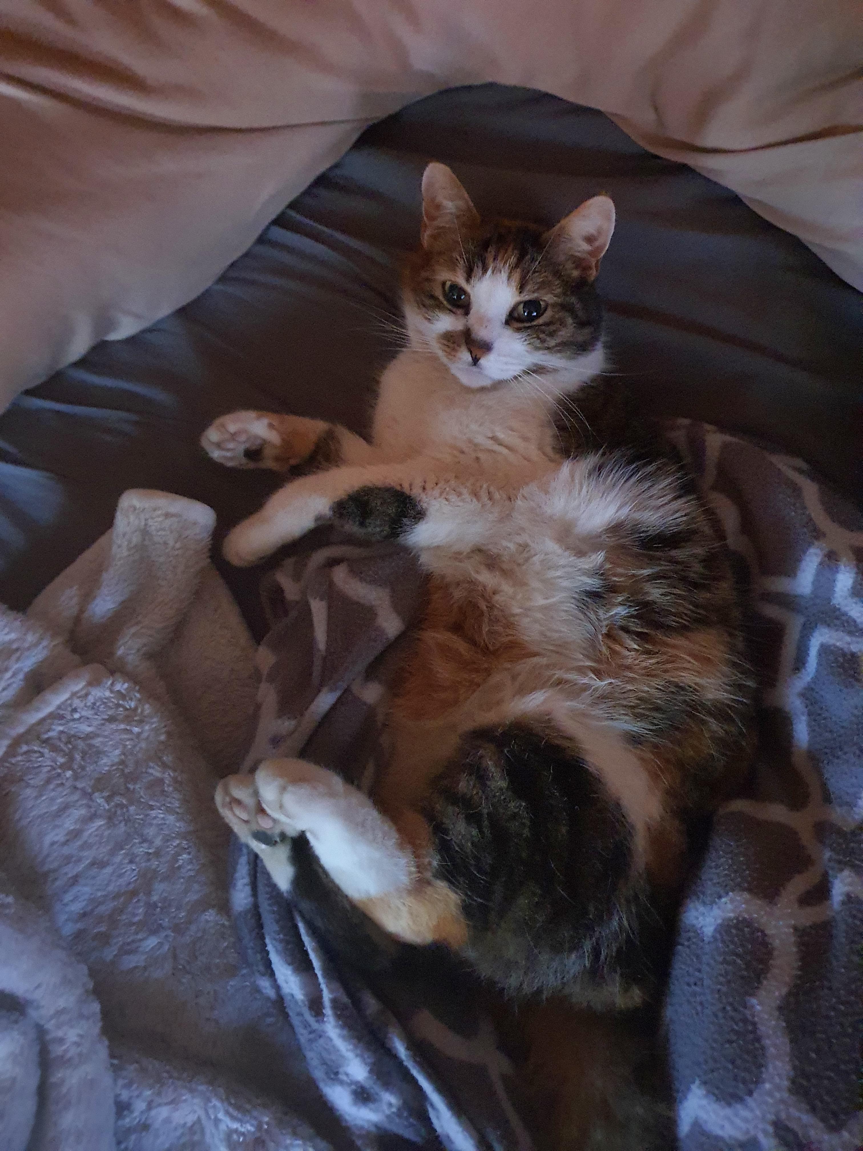 Surprised Kitty😱 I just love her so much | Scrolller