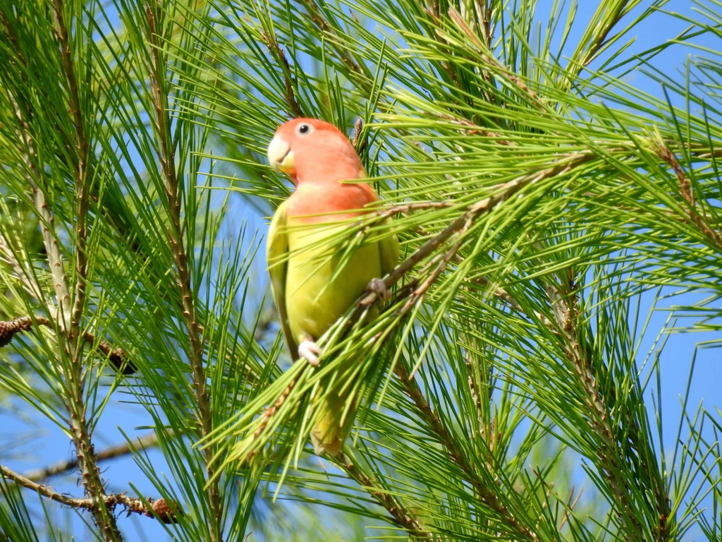 Rosy-faced Lovebird in Golem. | Scrolller