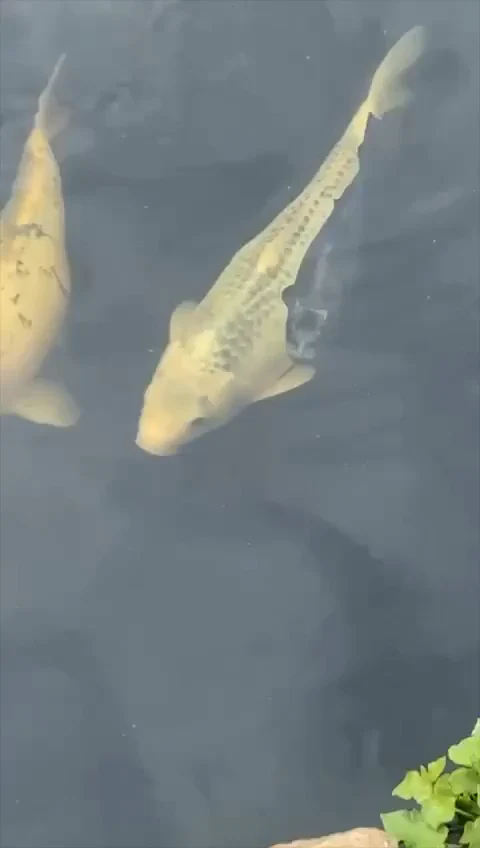 What to you See at this koi in my pond? | Scrolller