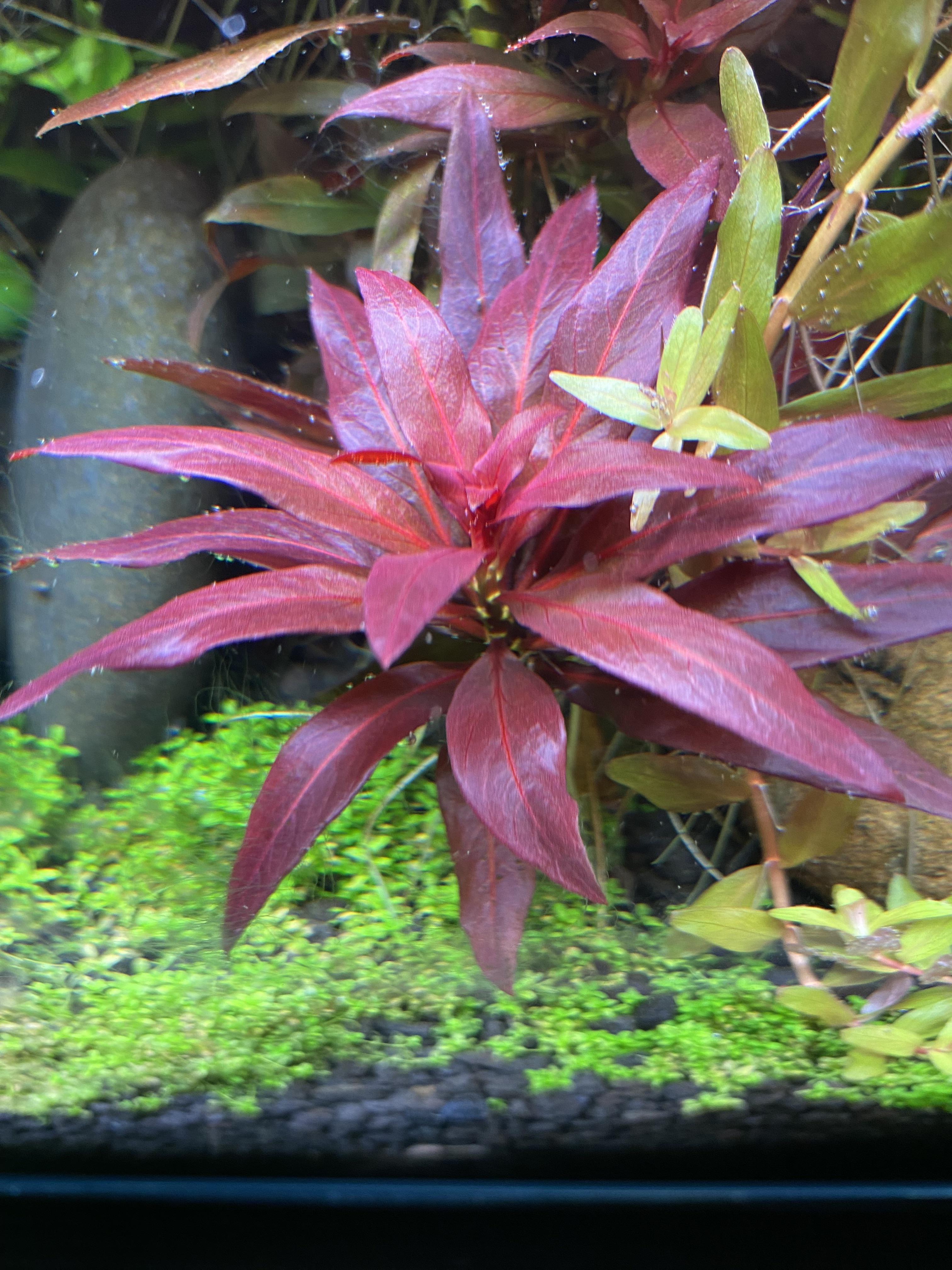 Help identifying this red plant. | Scrolller