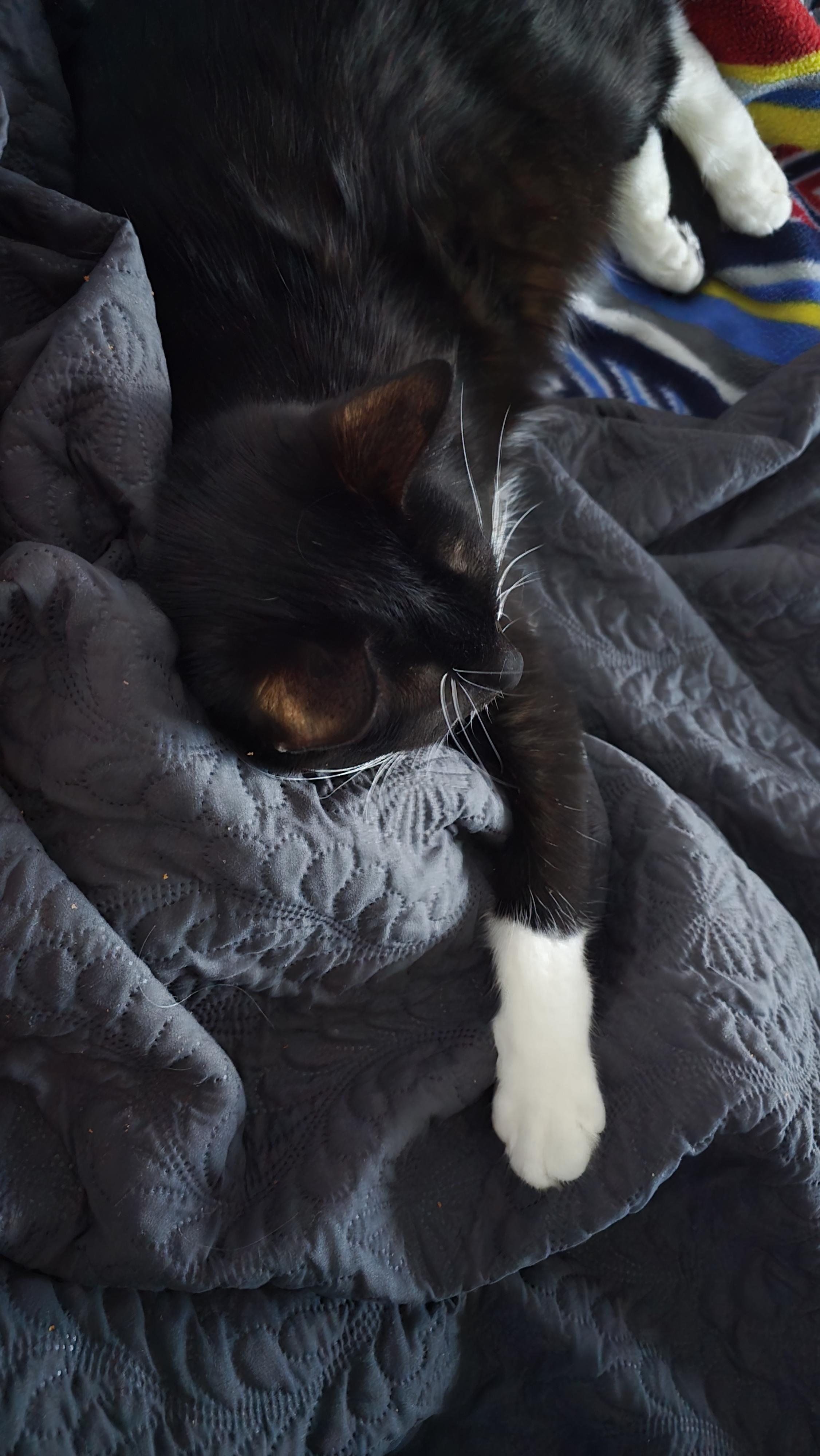 Cat hugs | Scrolller