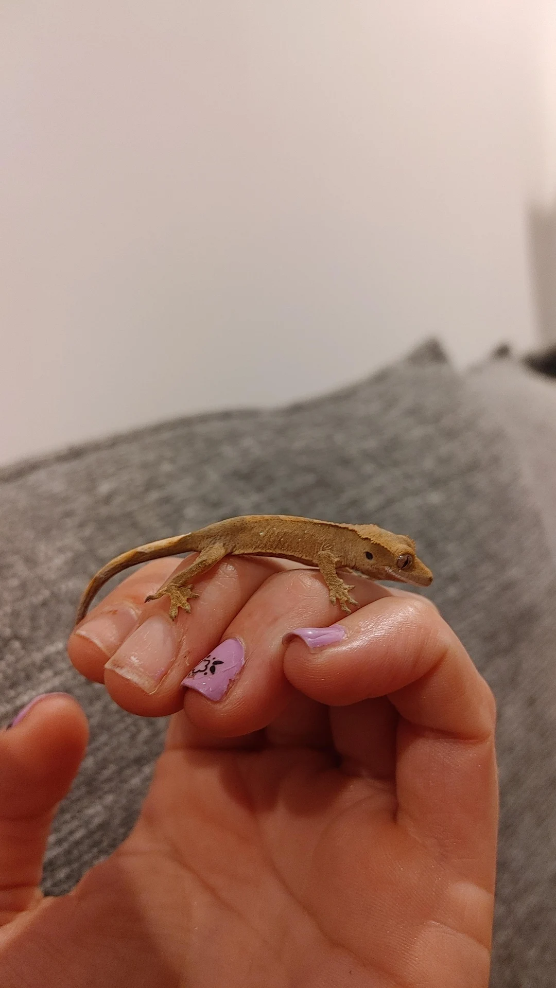 Help identify what crested Gecko this is | Scrolller