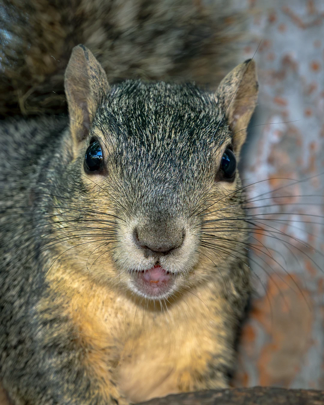 Headshot Squirrel | Scrolller